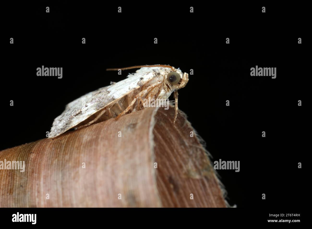 Moths ecosystem hi-res stock photography and images - Alamy
