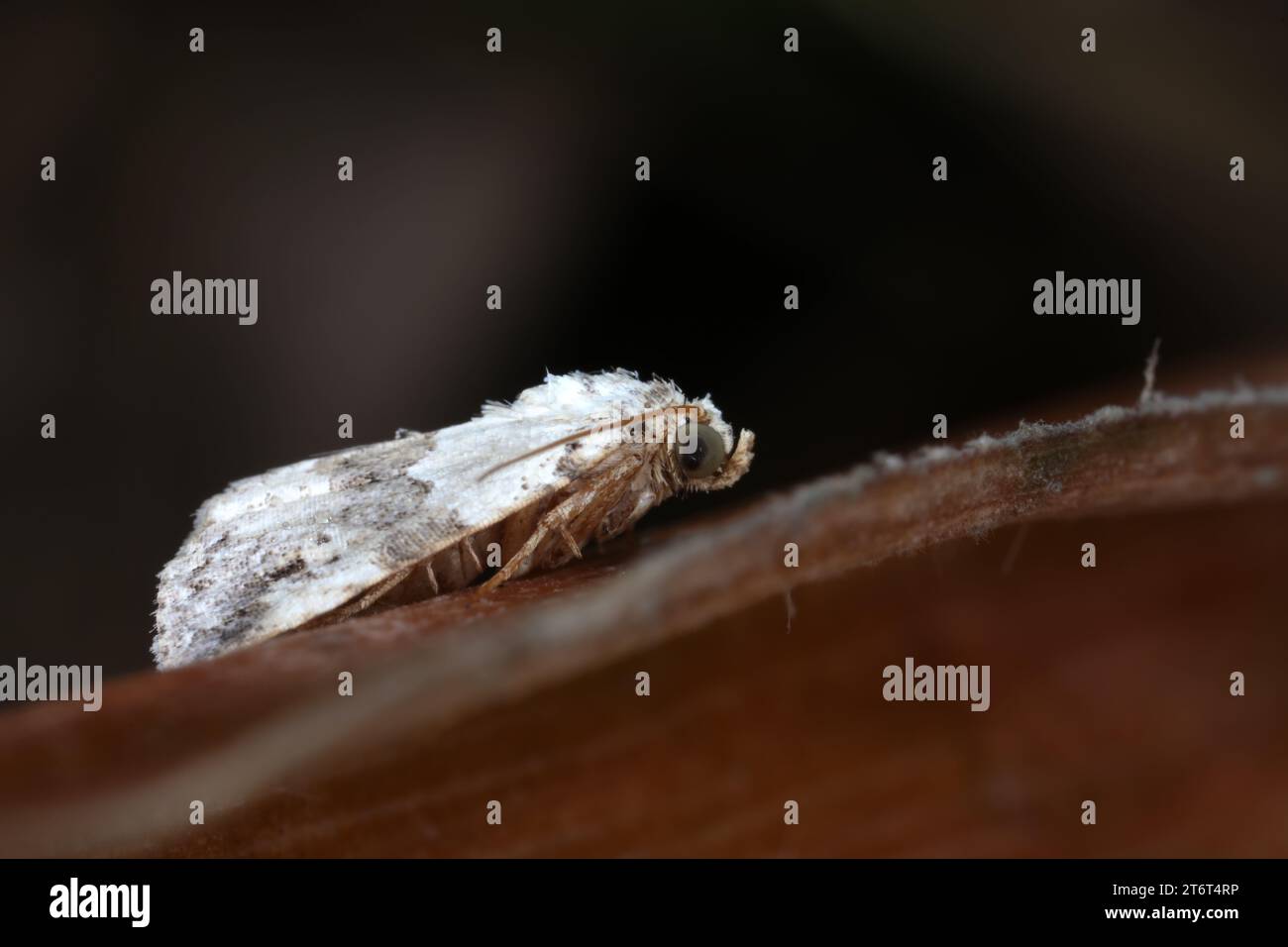 Moth insects inhabit nature Stock Photo - Alamy