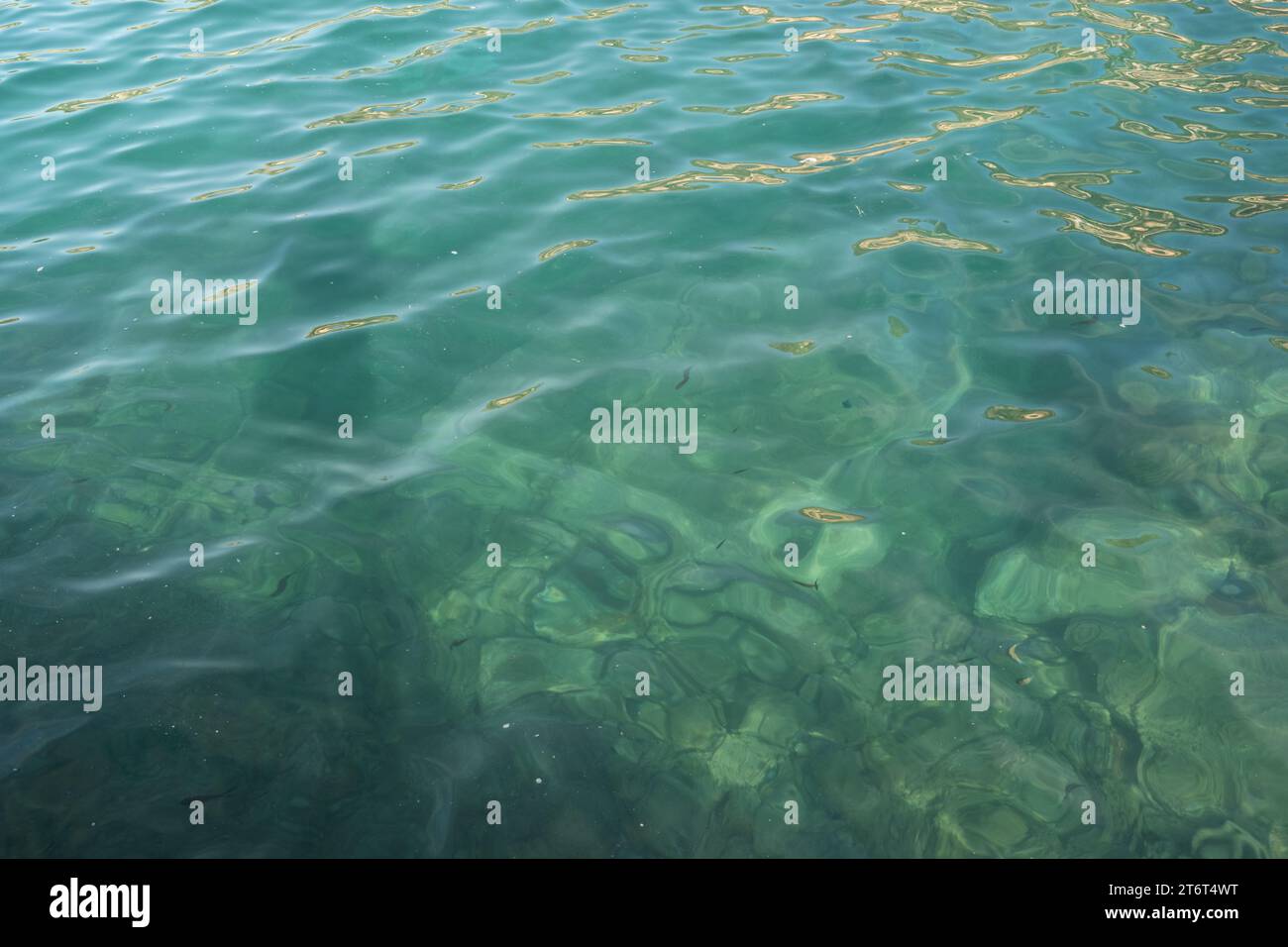 Small fish in shallow water near sea coast, shallow focus Stock Photo ...