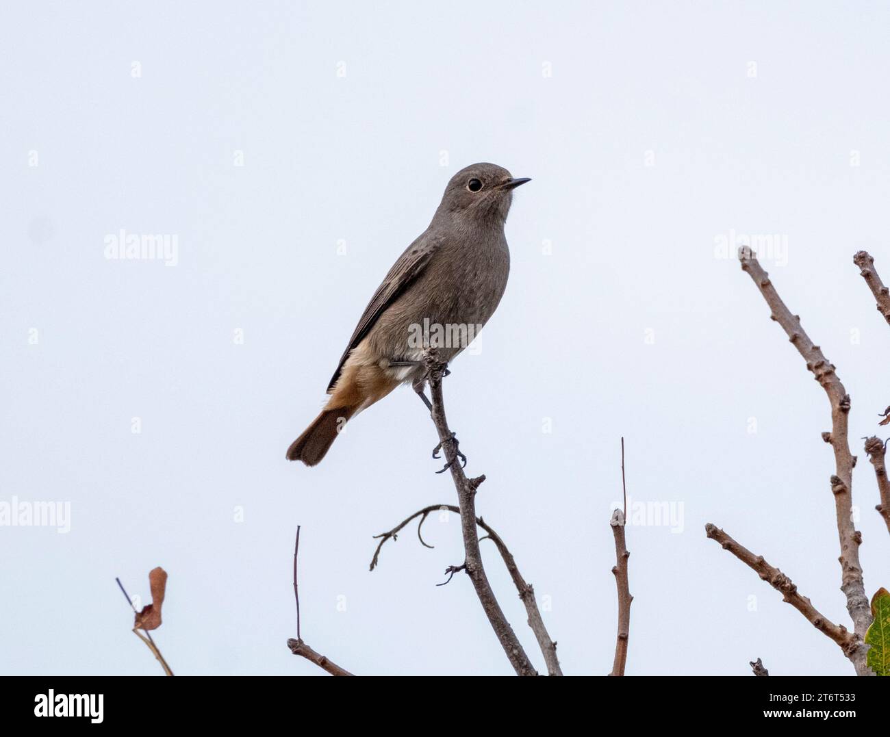 Black Redstart (Phoenicurus ochruros), Paphos, Cyprus Stock Photo - Alamy