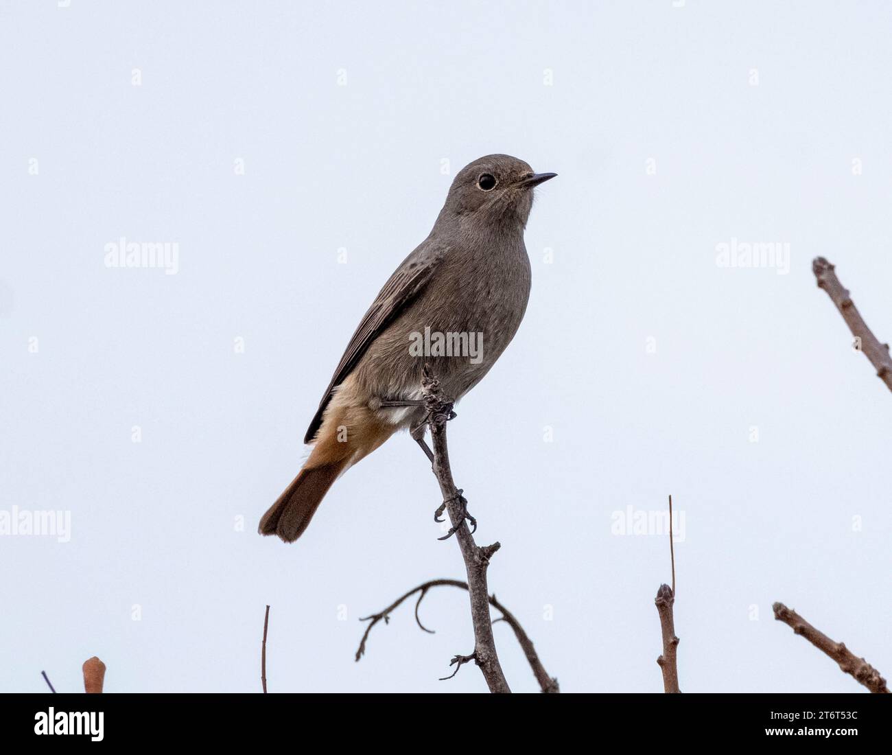 Phoenicurus ochruros redstart hi-res stock photography and images - Alamy