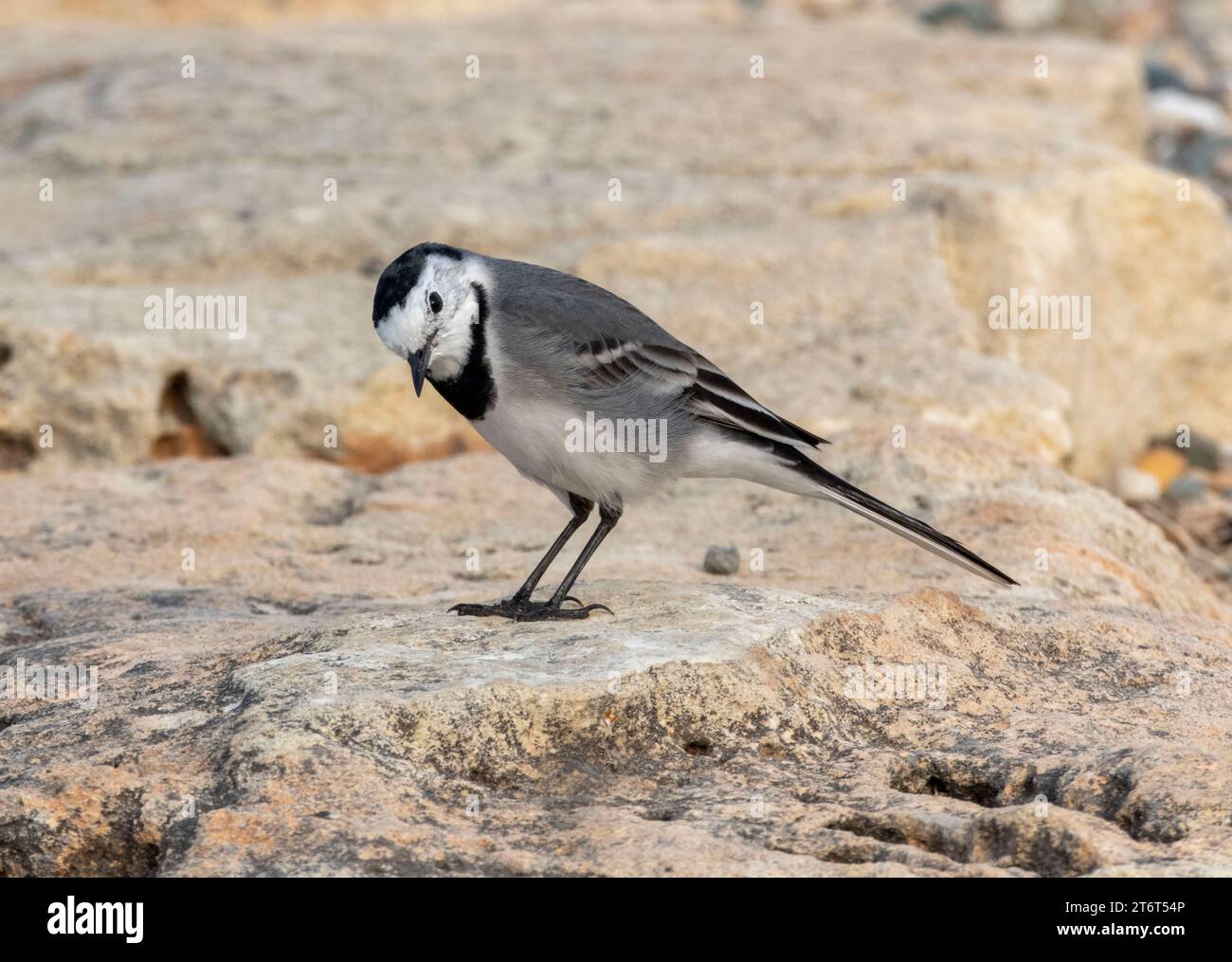 Pied Wagtail, Motacilla alba, Paphos, Cyprus Stock Photo - Alamy
