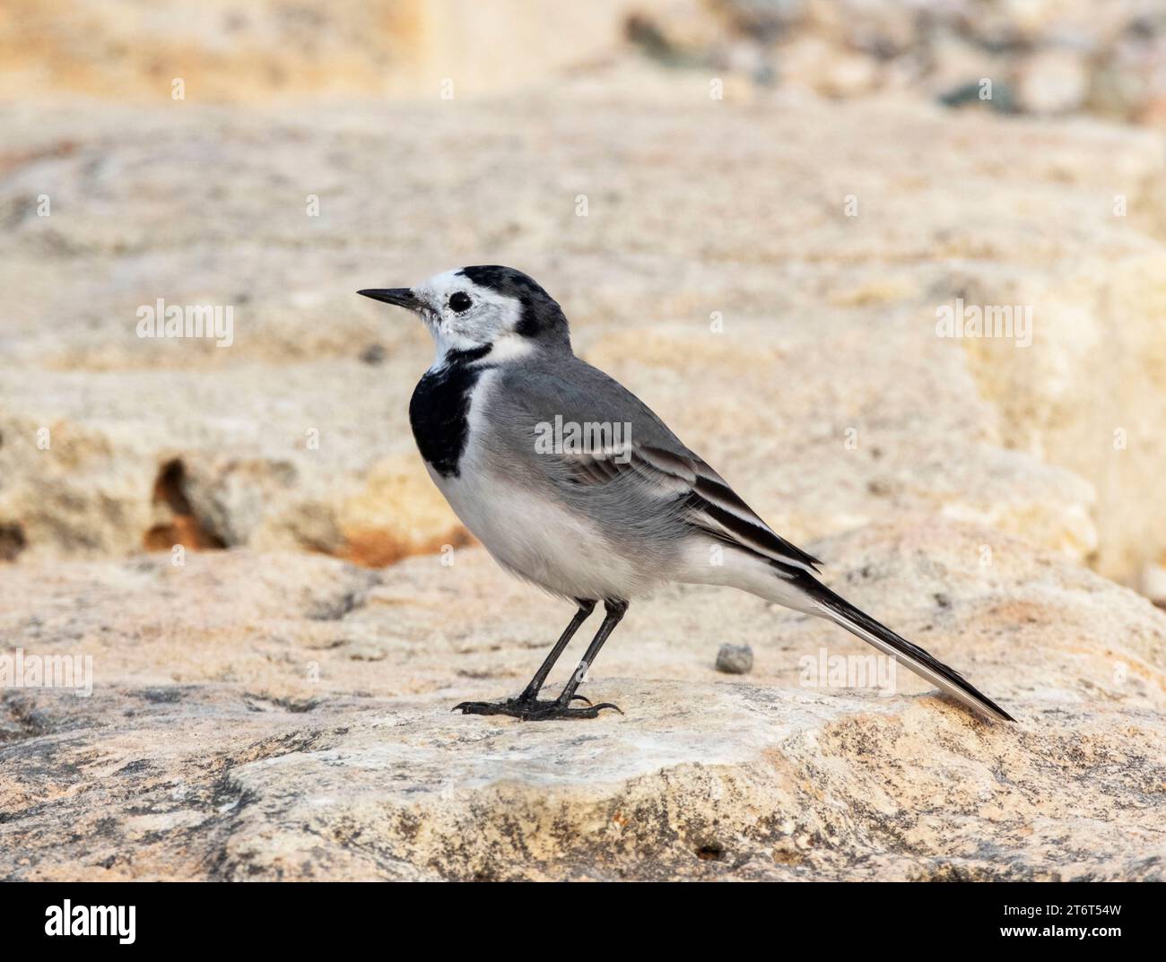 White Wagtail, Motacilla alba, Paphos, Cyprus Stock Photo - Alamy