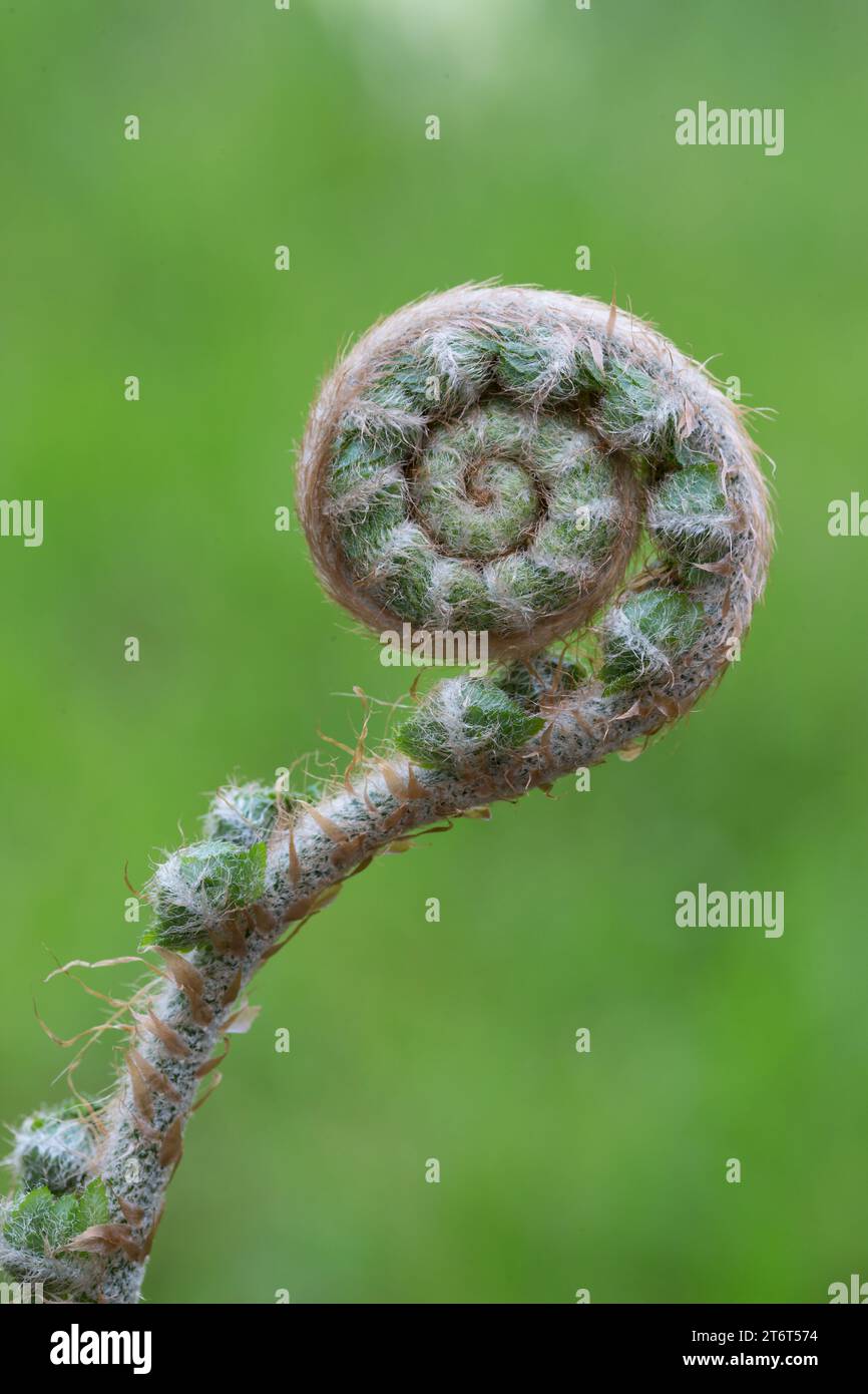 Fern stem coiled against clean green background Stock Photo - Alamy
