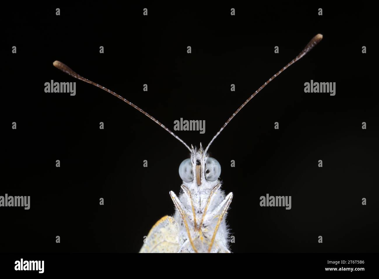 Butterfly head compound eyes hi-res stock photography and images - Alamy