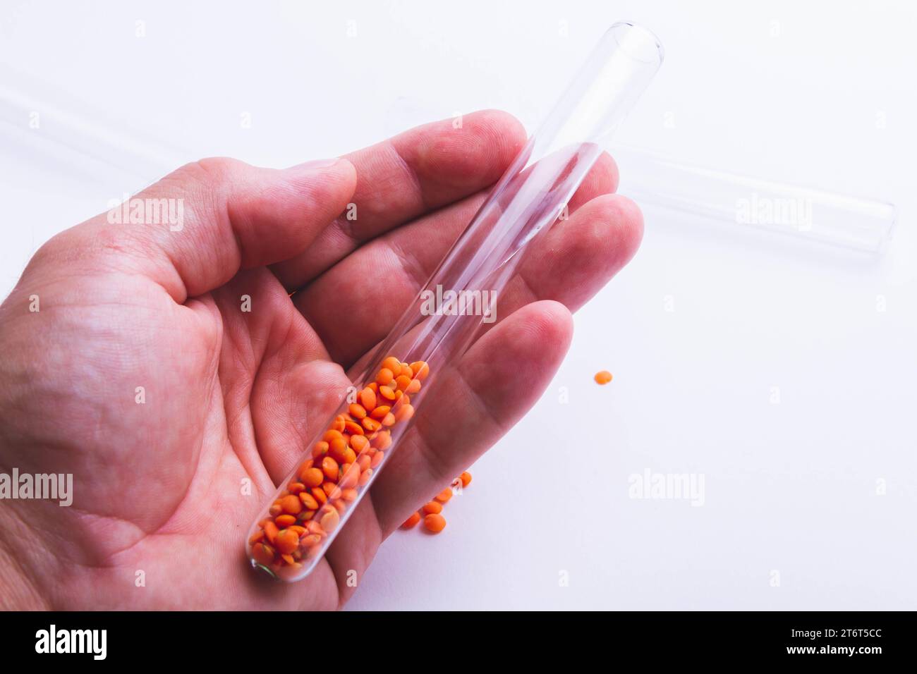 The scientist examines the seeds. Checking plants for diseases. Seed ...