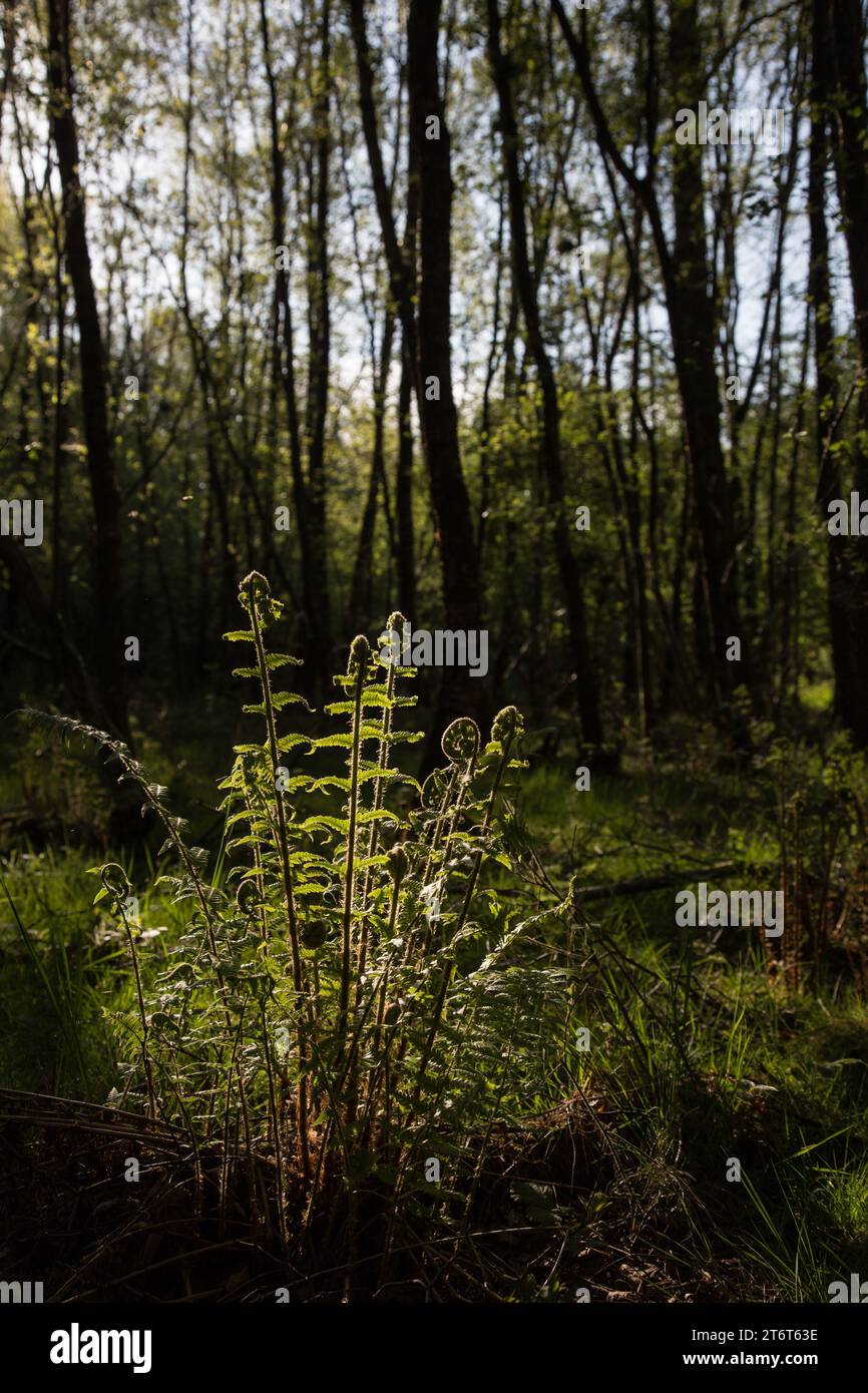 Backlit fern in open woodland Stock Photo - Alamy