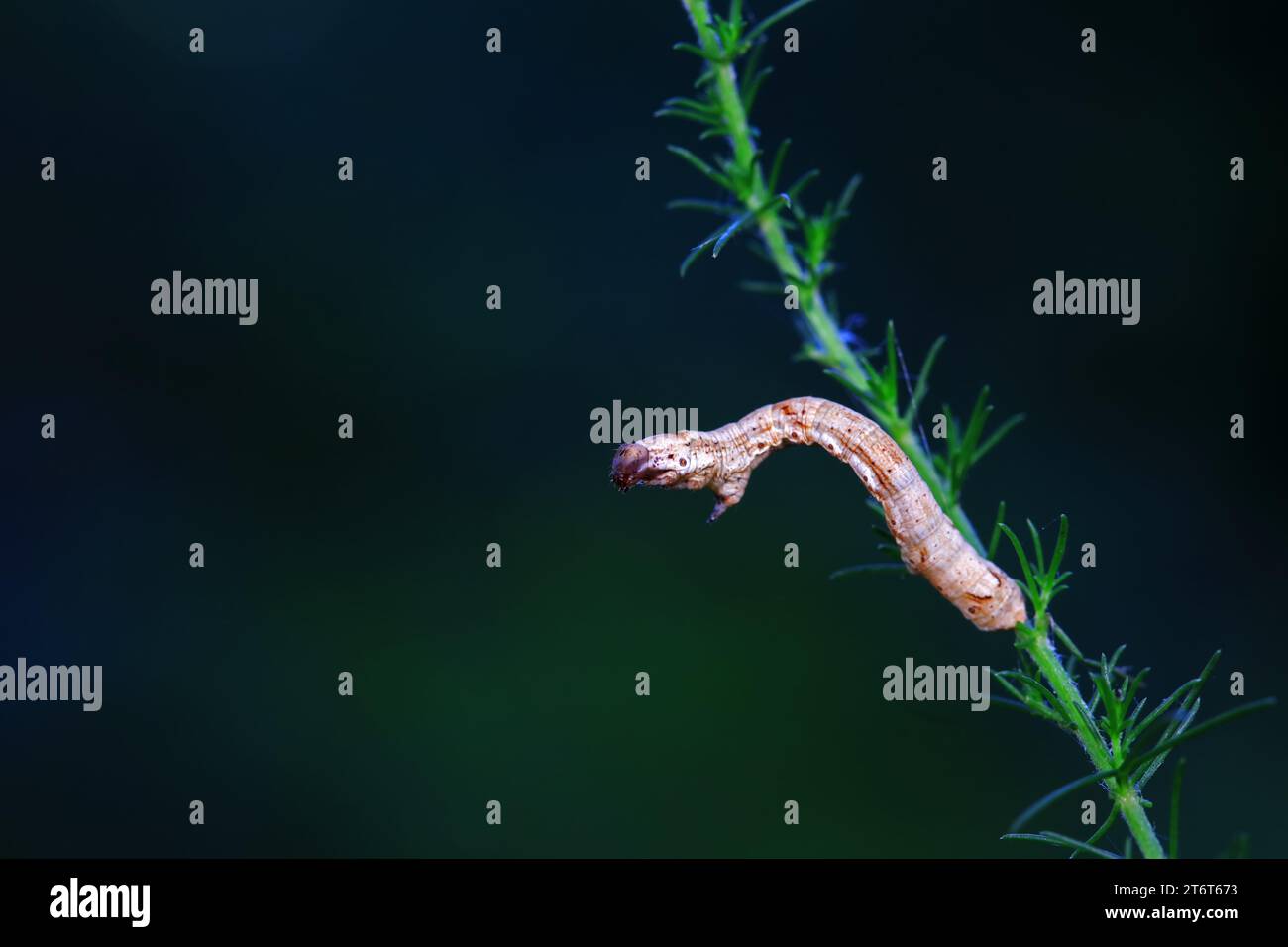 Inchworm plant hi-res stock photography and images - Alamy