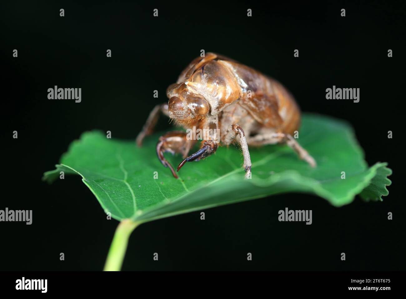 Cicada slough hi-res stock photography and images - Alamy