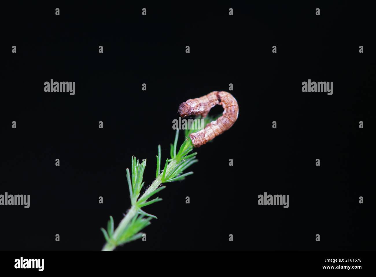 A moth larva on a black background, North China Stock Photo - Alamy