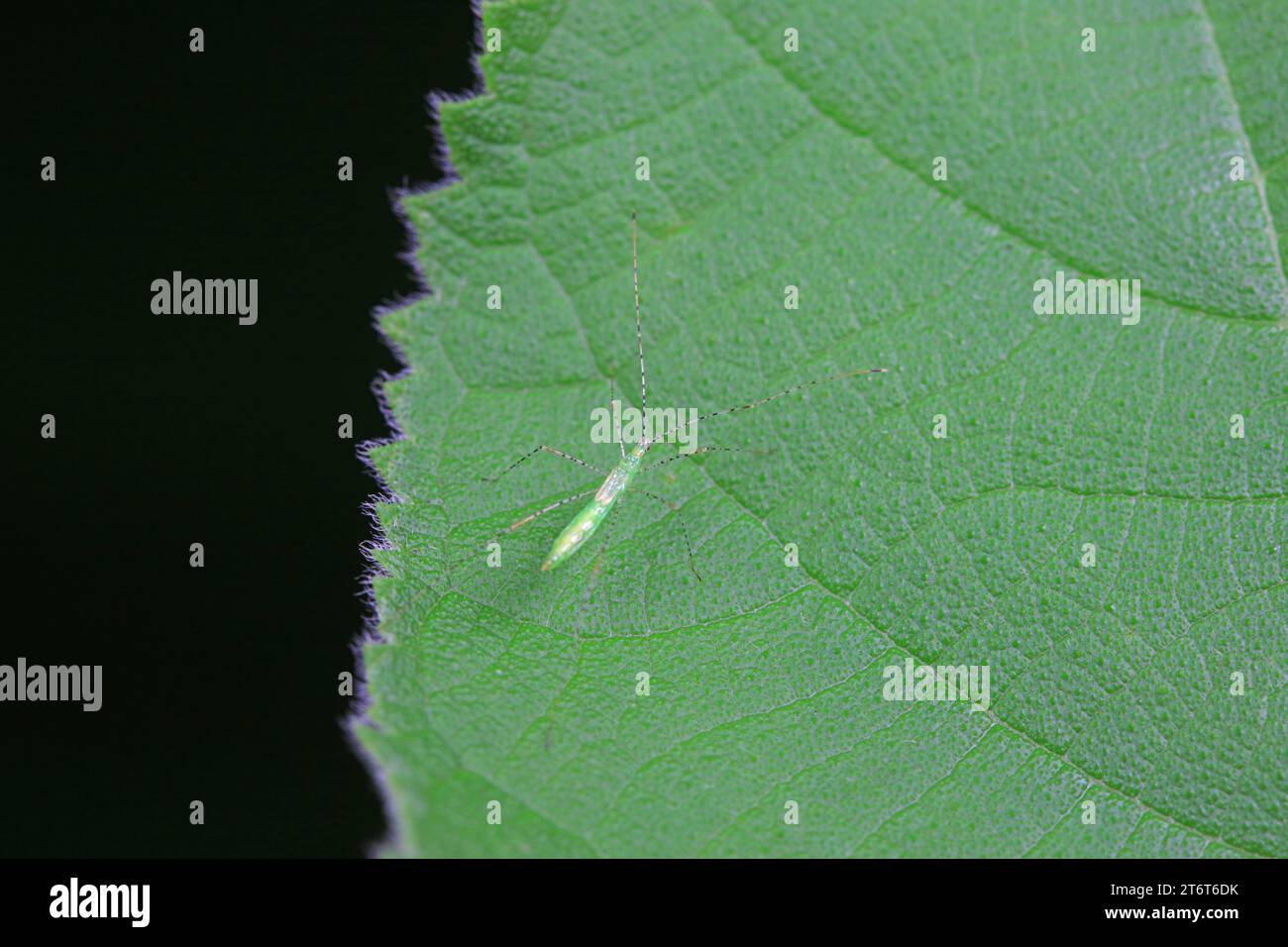 Thin bugs on wild plants, North China Stock Photo - Alamy