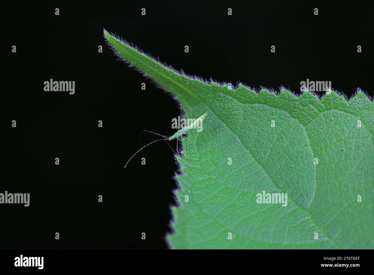 Thin bugs on wild plants, North China Stock Photo - Alamy