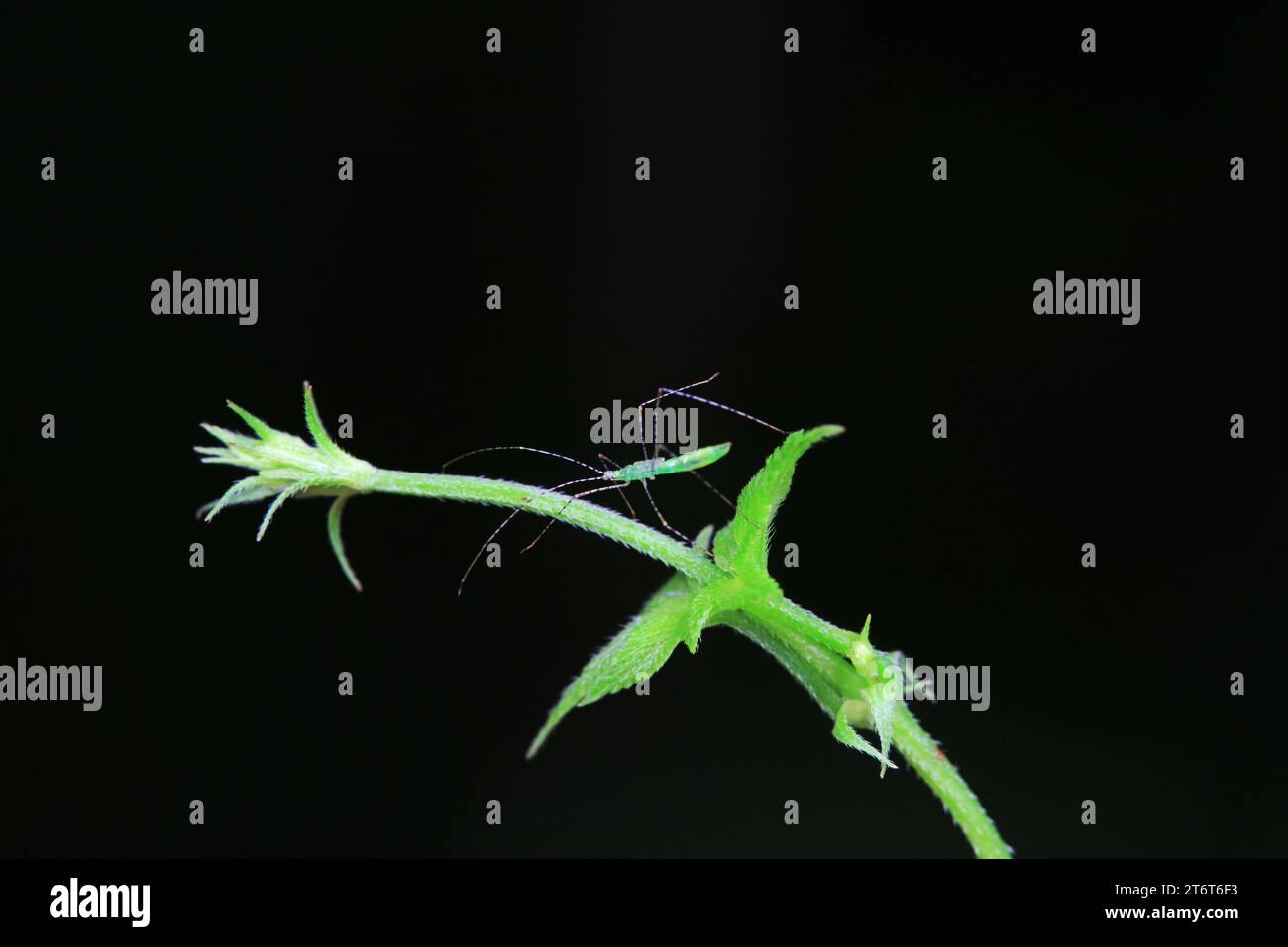 Thin bugs on wild plants, North China Stock Photo - Alamy