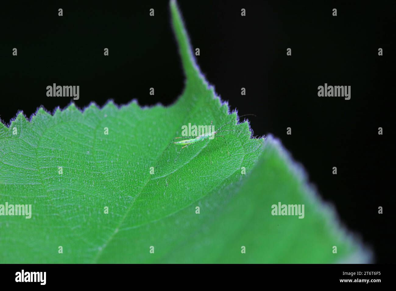 Thin bugs on wild plants, North China Stock Photo - Alamy