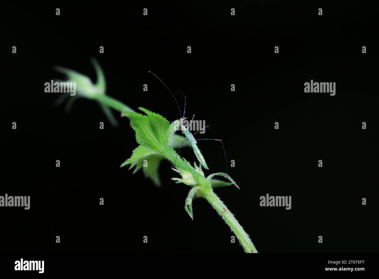 Thin bugs on wild plants, North China Stock Photo - Alamy