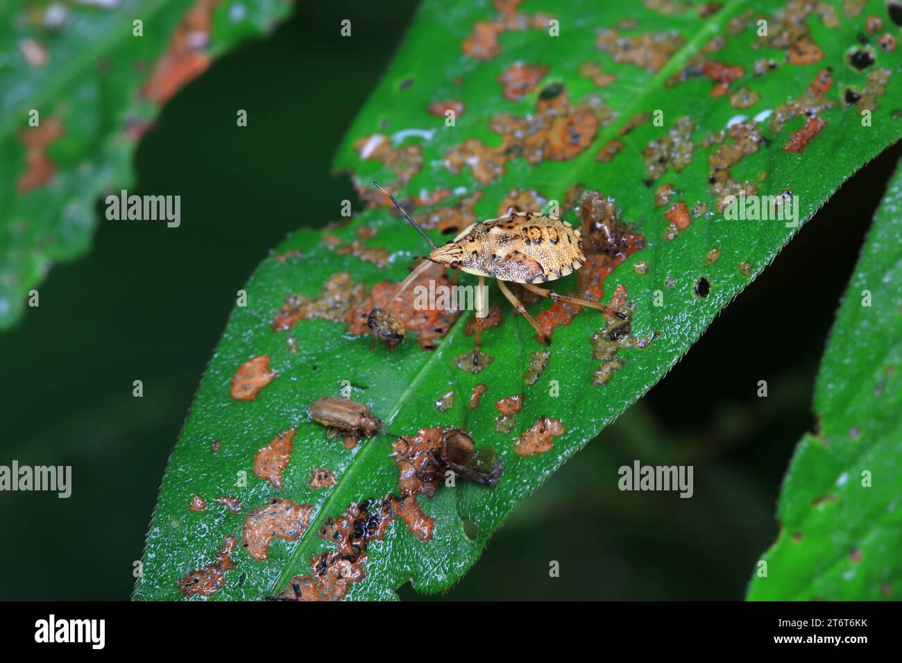 Stink bug on green leaves, North China Stock Photo - Alamy