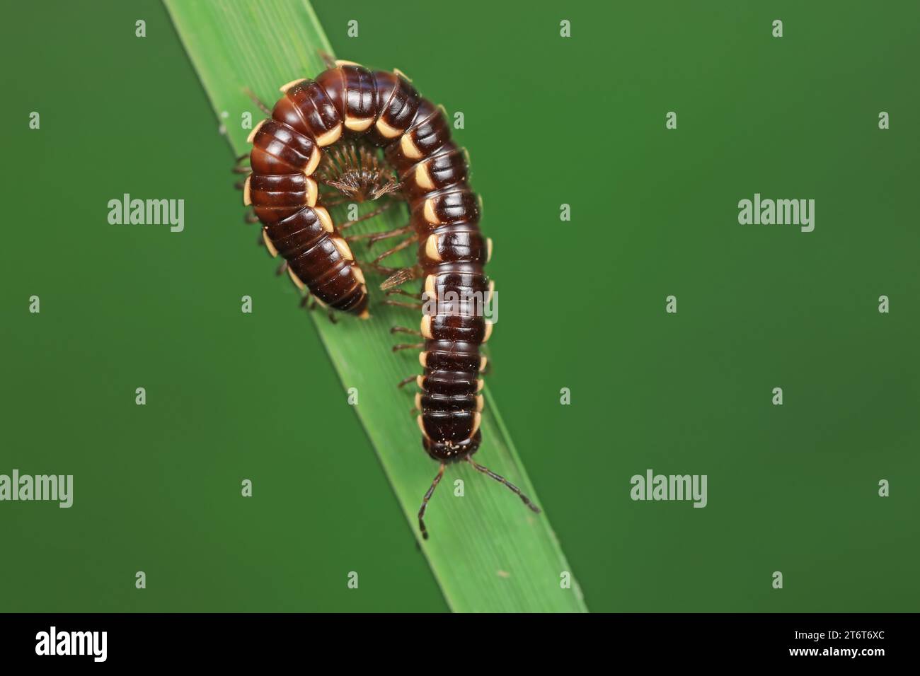 Class insecta hi-res stock photography and images - Alamy