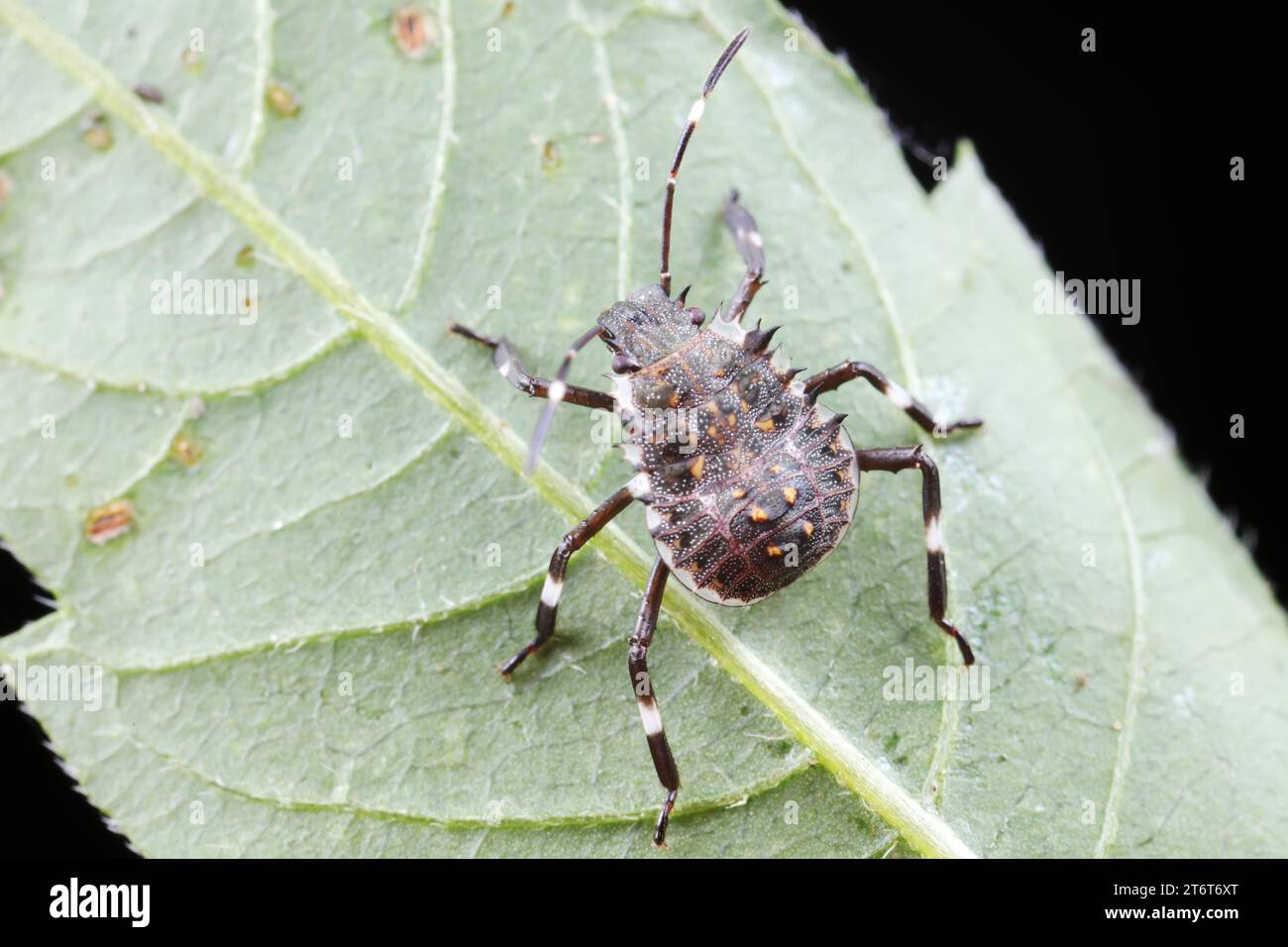 Stink bug on green leaves, North China Stock Photo - Alamy