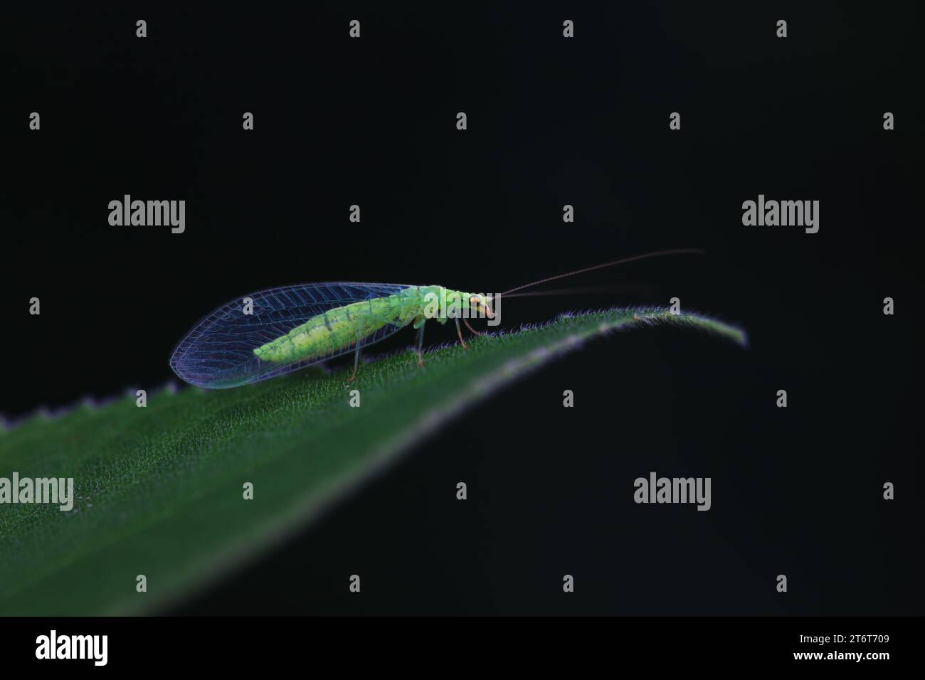 Chrysopa species hi-res stock photography and images - Alamy