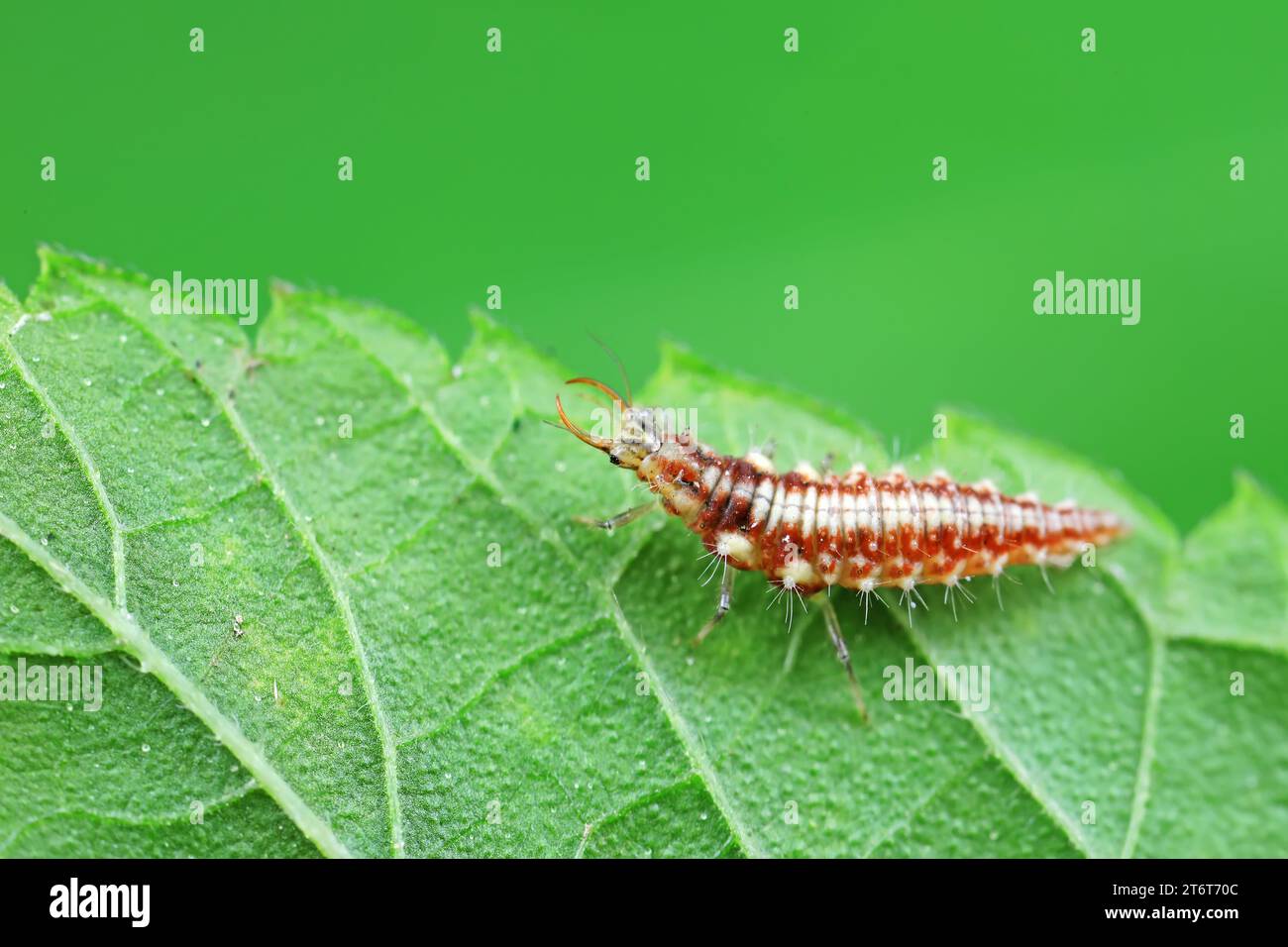 Chrysopa species hi-res stock photography and images - Alamy