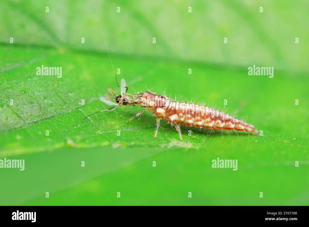 Chrysopa species hi-res stock photography and images - Alamy