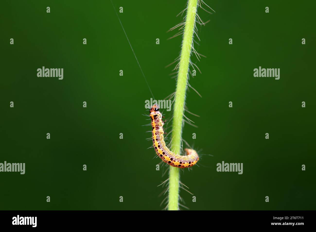 A Lepidoptera larva in nature, North China Stock Photo - Alamy