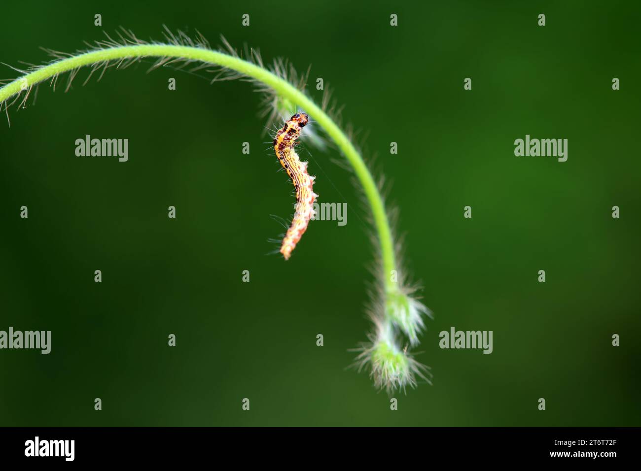 A Lepidoptera larva in nature, North China Stock Photo - Alamy