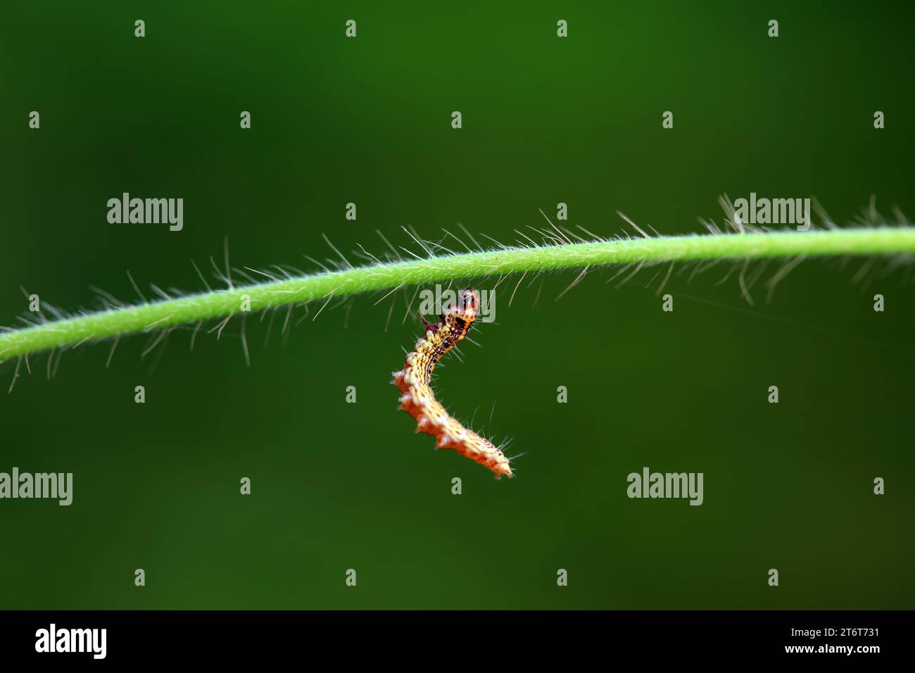 A Lepidoptera larva in nature, North China Stock Photo - Alamy