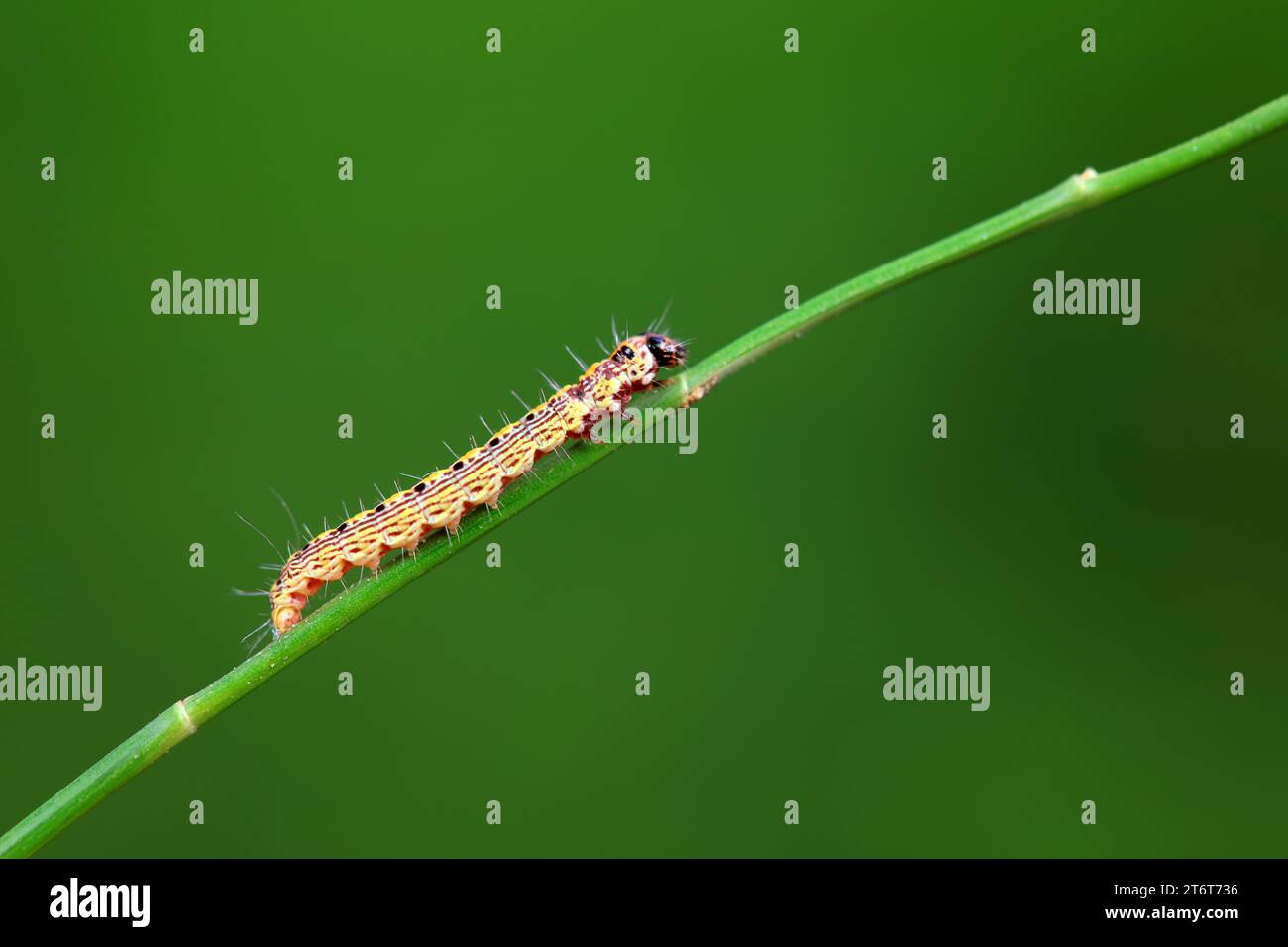 A Lepidoptera larva in nature, North China Stock Photo - Alamy