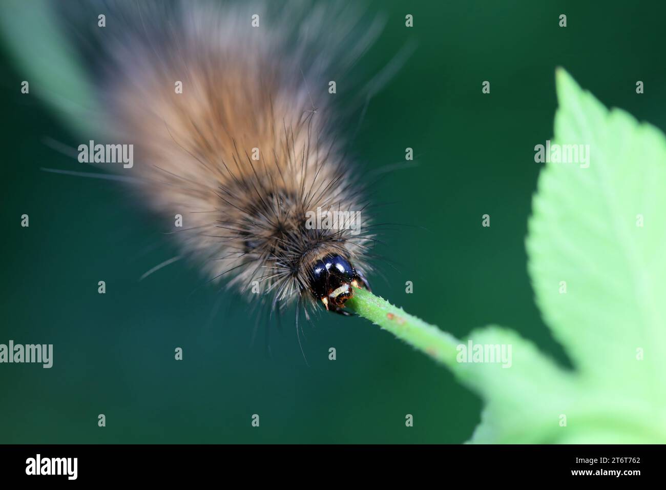 Moth larvae on wild plants, North China Stock Photo - Alamy