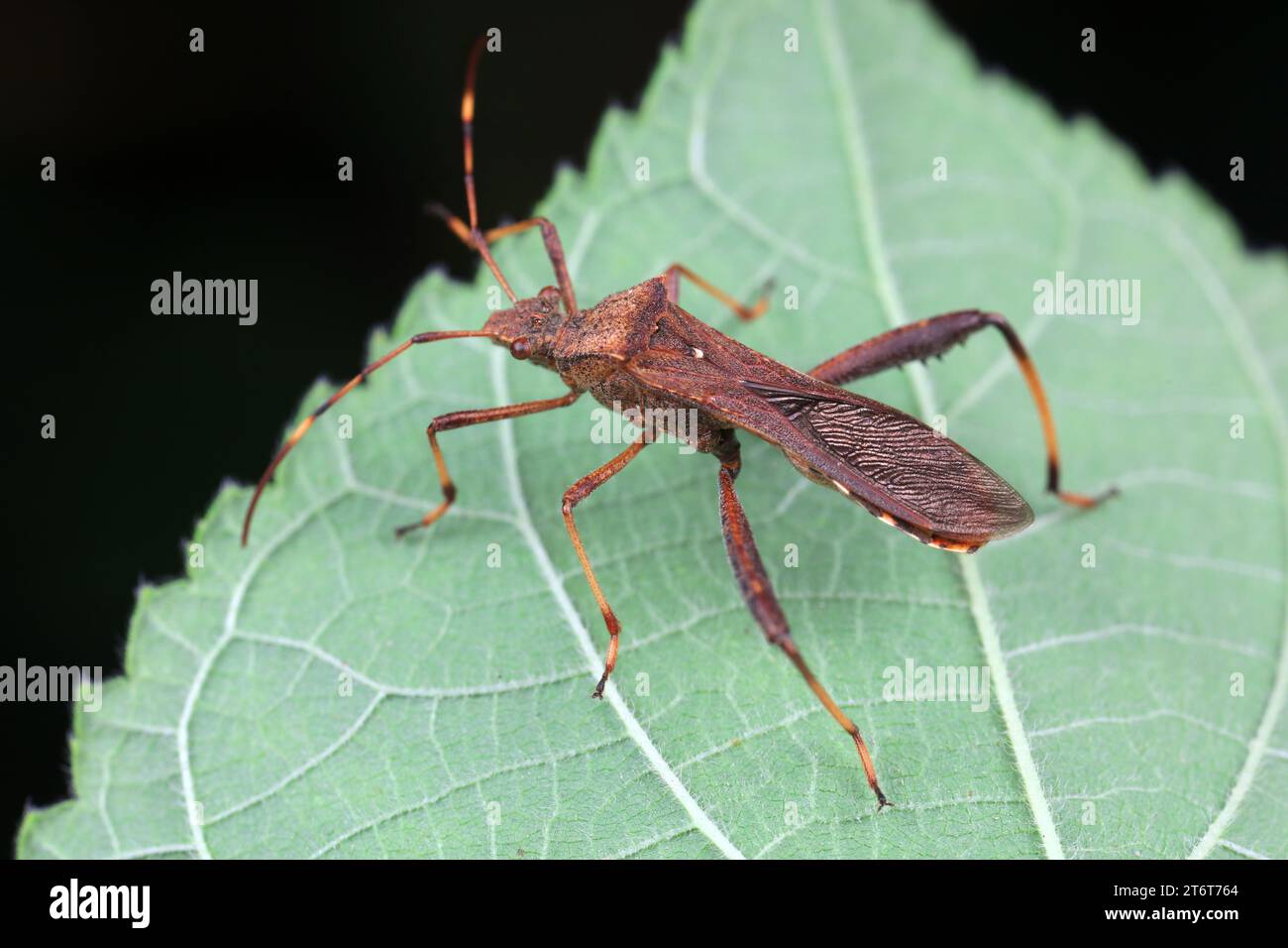 Stink bug on weeds, North China Stock Photo - Alamy