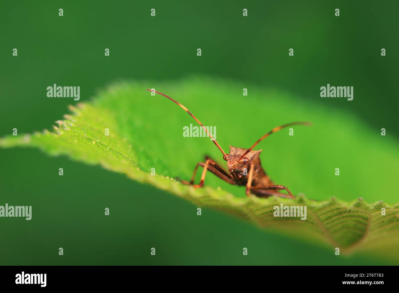 Stink bug on weeds, North China Stock Photo - Alamy