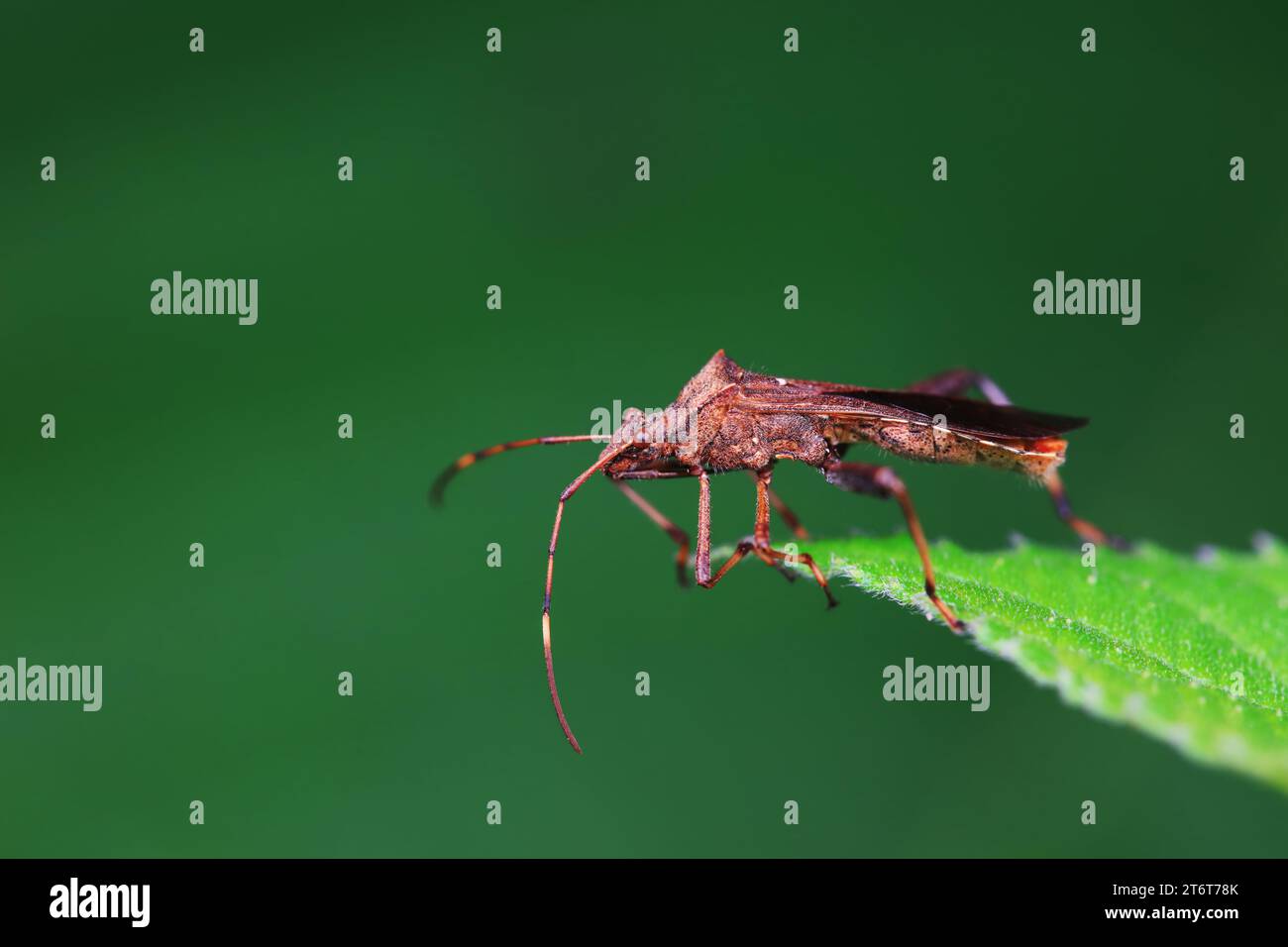 Stink bug on weeds, North China Stock Photo - Alamy