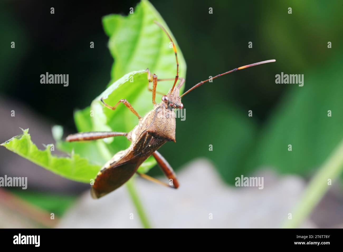 Stink bug on green leaves, North China Stock Photo - Alamy