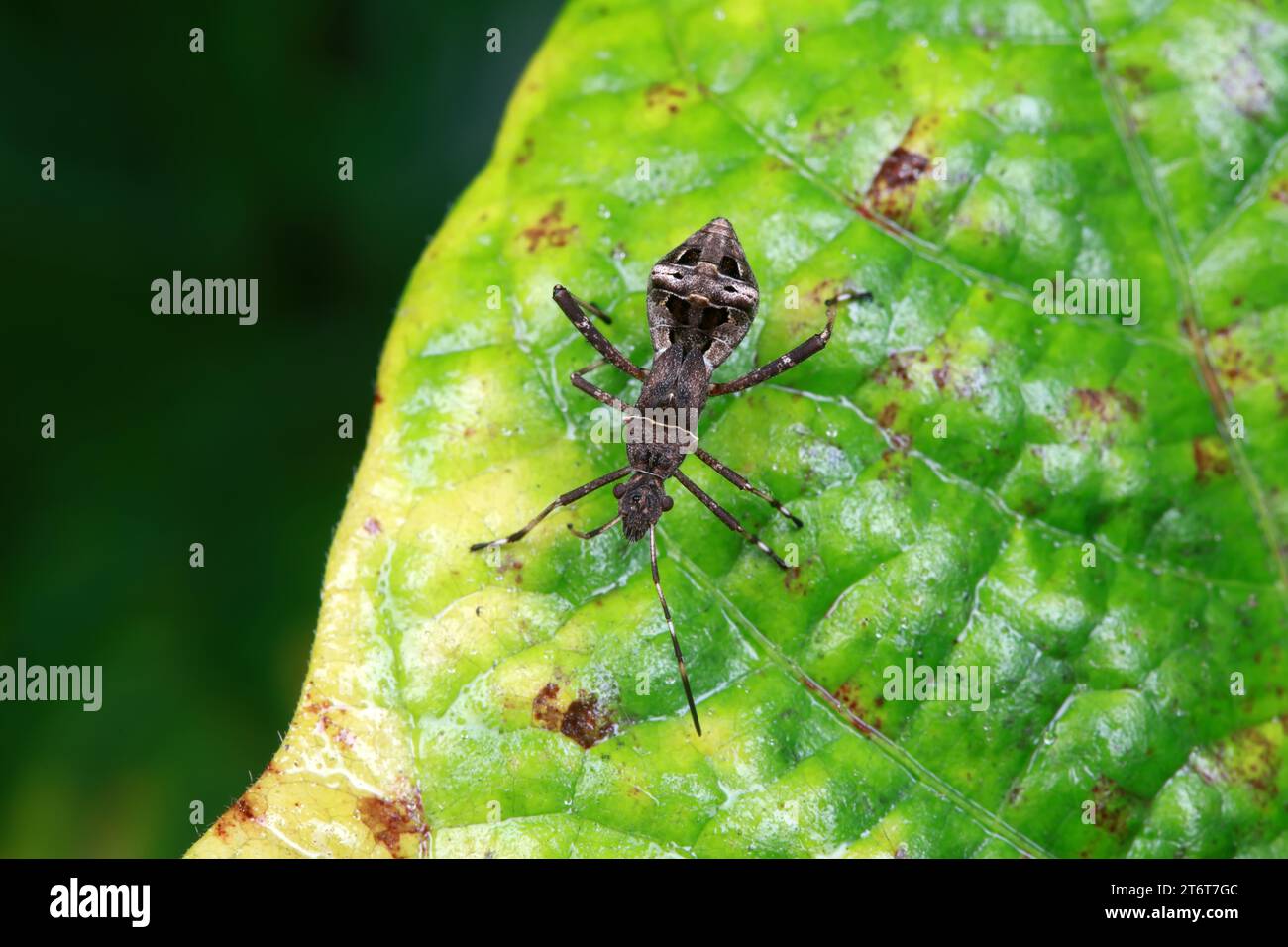 Stink bug on green leaves, North China Stock Photo - Alamy