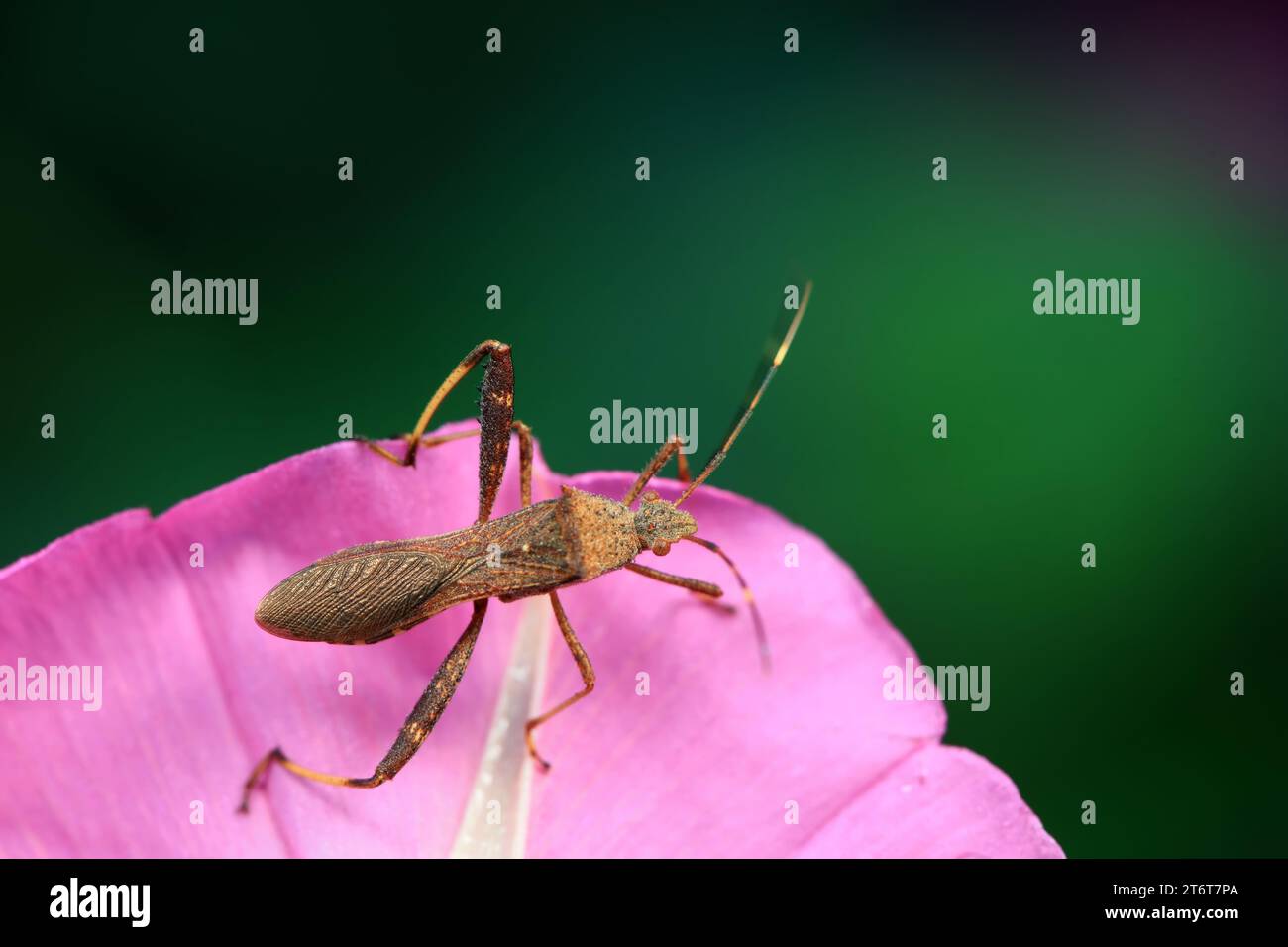 Stink bug on petunia flowers, North China Stock Photo - Alamy