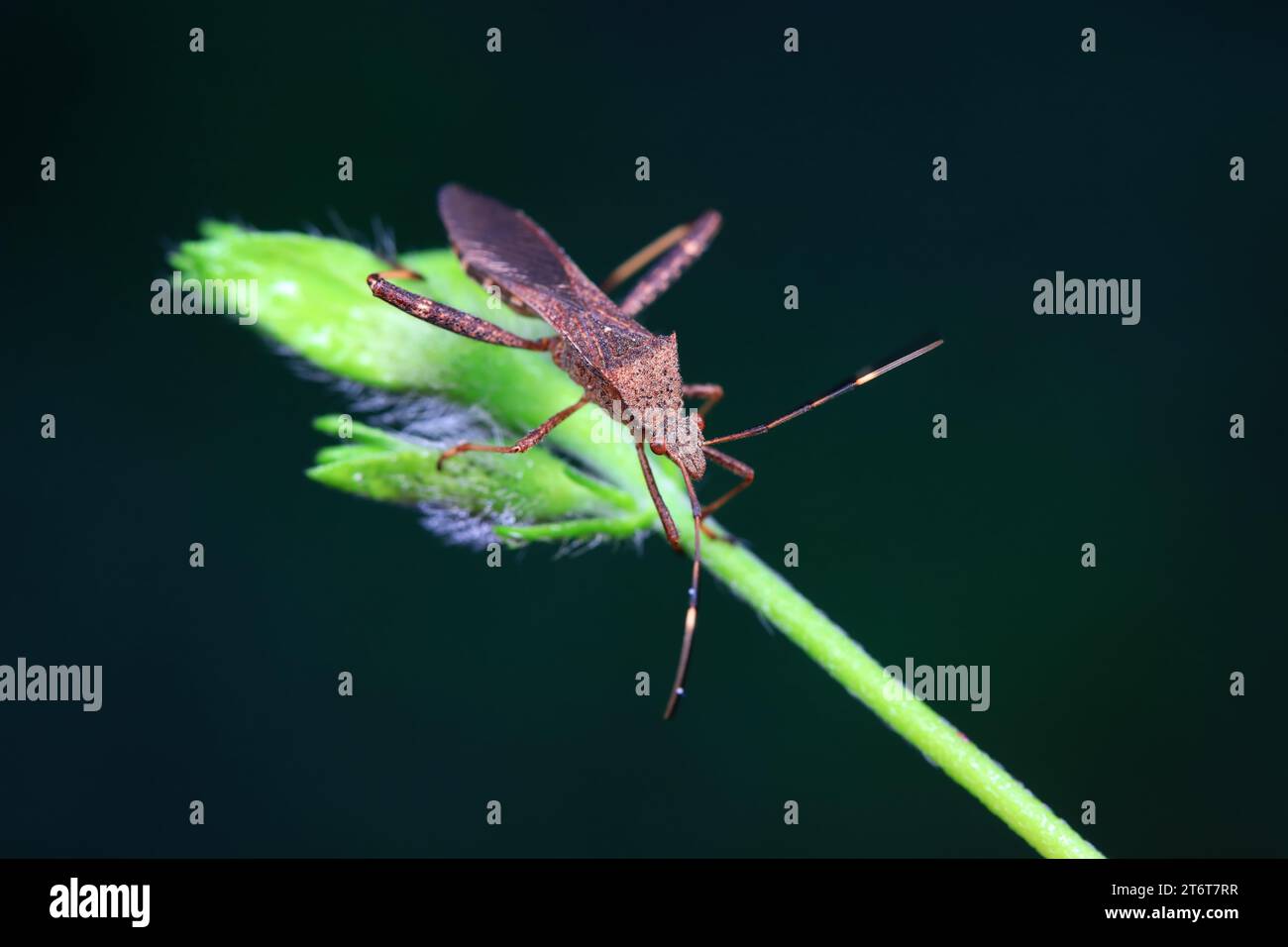Stink bug on wild plants, North China Stock Photo - Alamy