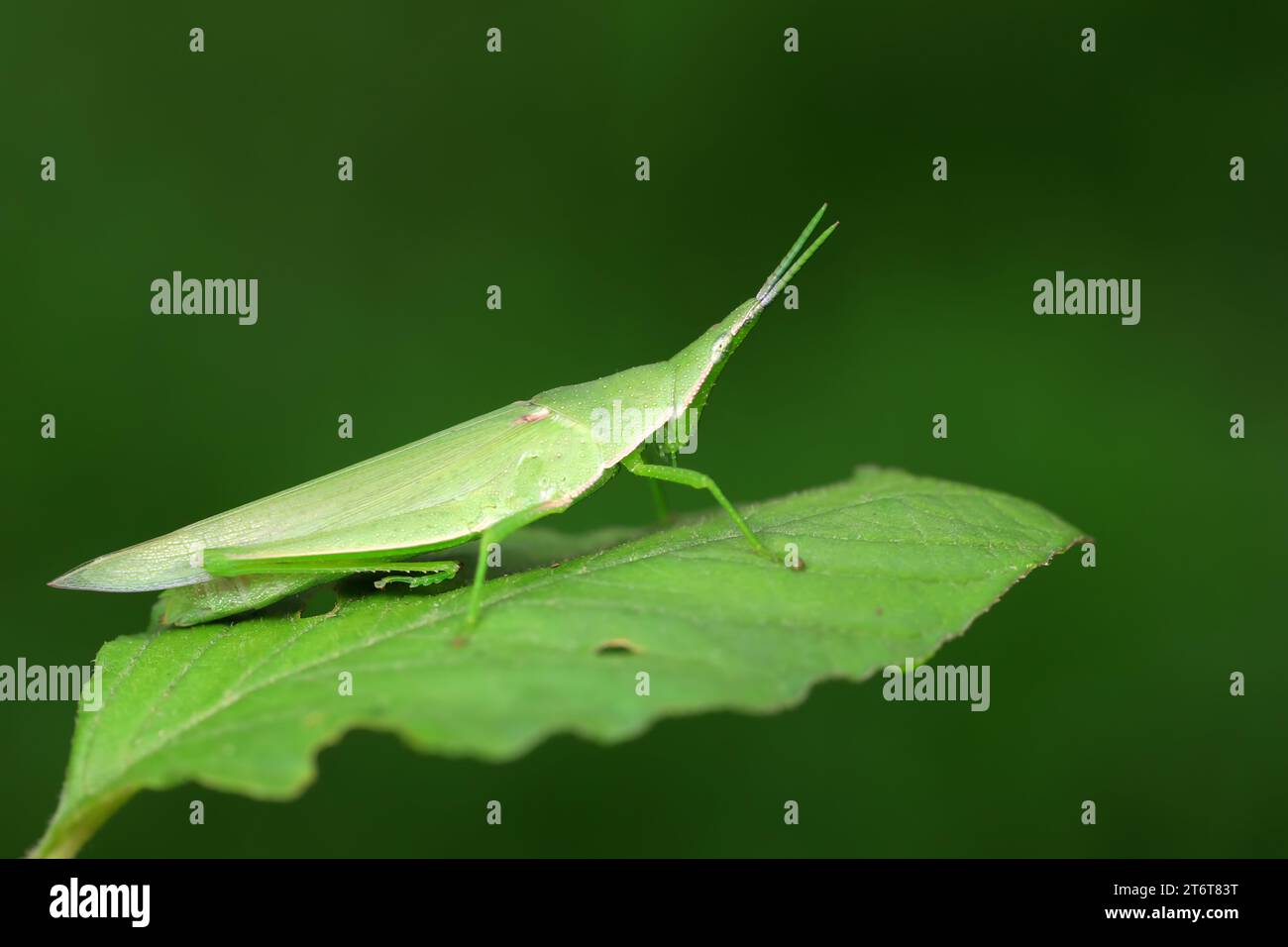 Atractomorpha sinensis lives on weeds in the North China Plain Stock ...