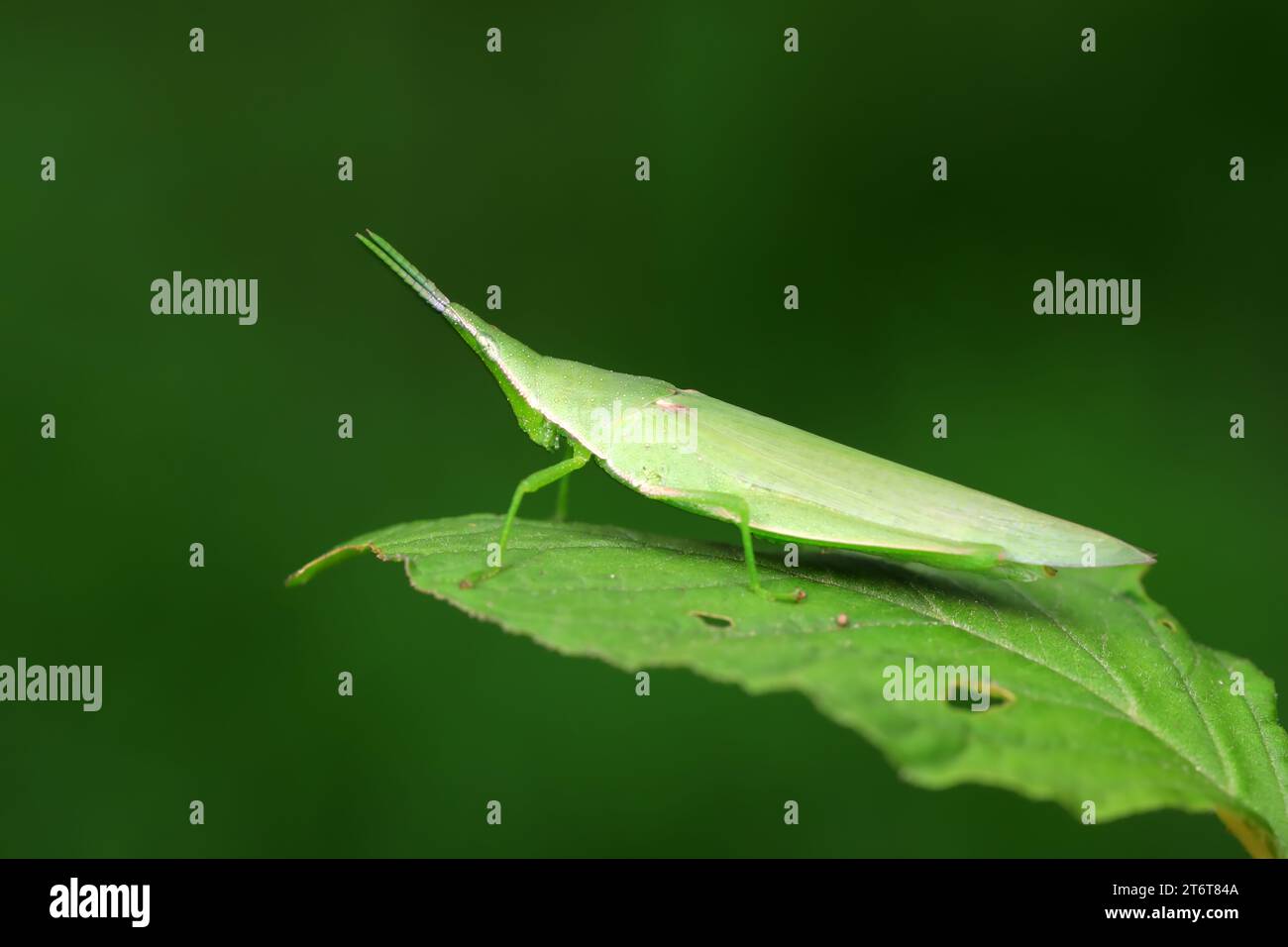 Atractomorpha sinensis lives on weeds in the North China Plain Stock ...