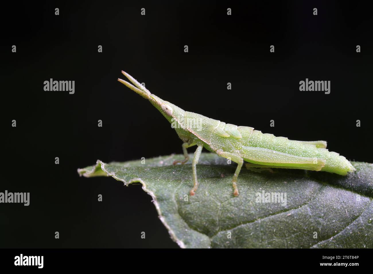 Atractomorpha sinensis lives on weeds in the North China Plain Stock ...