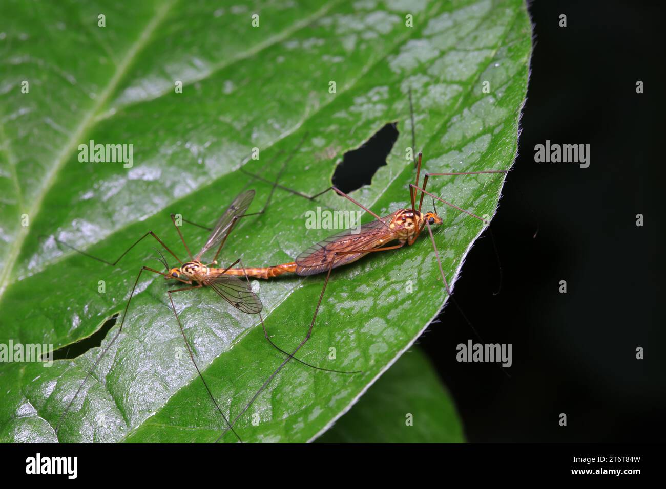 mosquitoes insect on green leaves, North China Stock Photo - Alamy