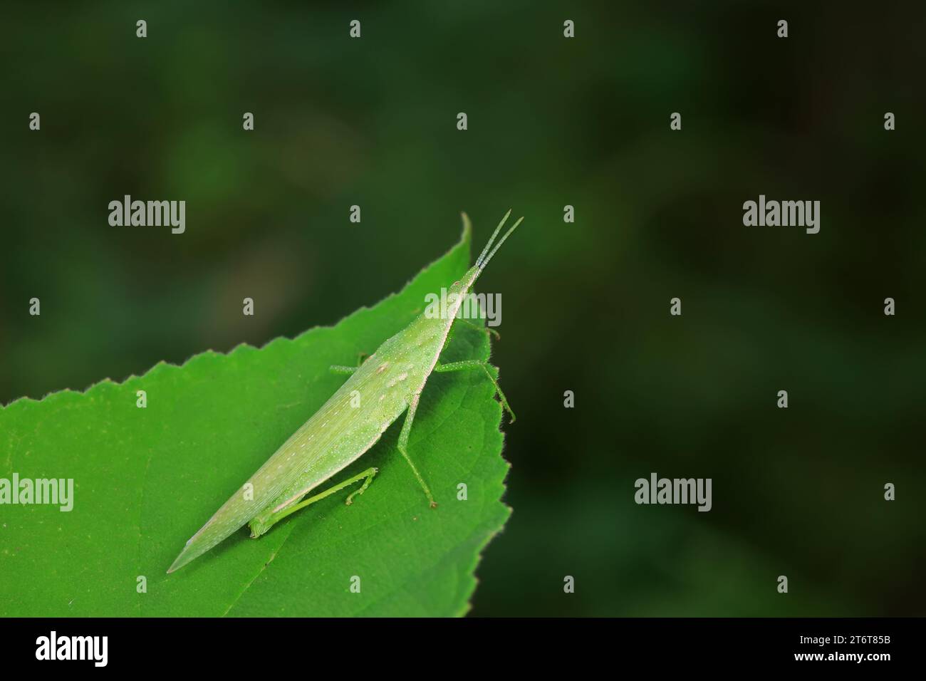 Atractomorpha sinensis lives on weeds in the North China Plain Stock ...