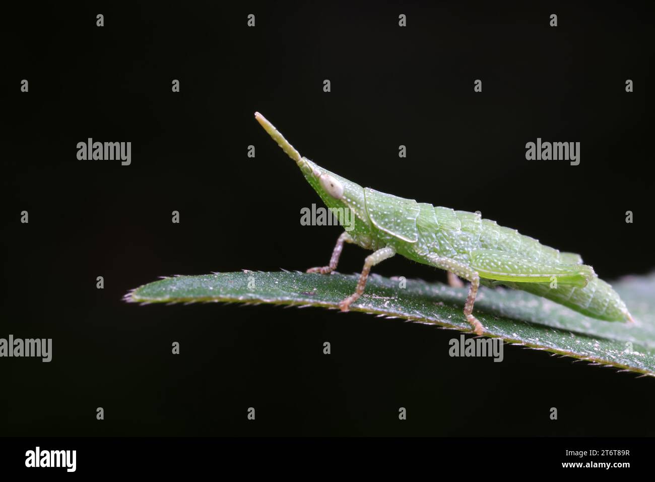 Atractomorpha sinensis lives on weeds in the North China Plain Stock ...