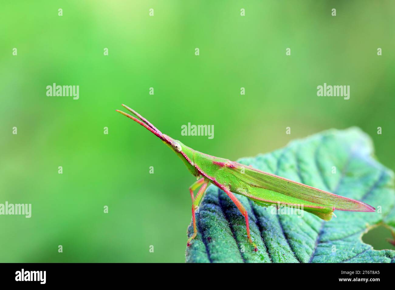 Atractomorpha sinensis lives on weeds in the North China Plain Stock ...