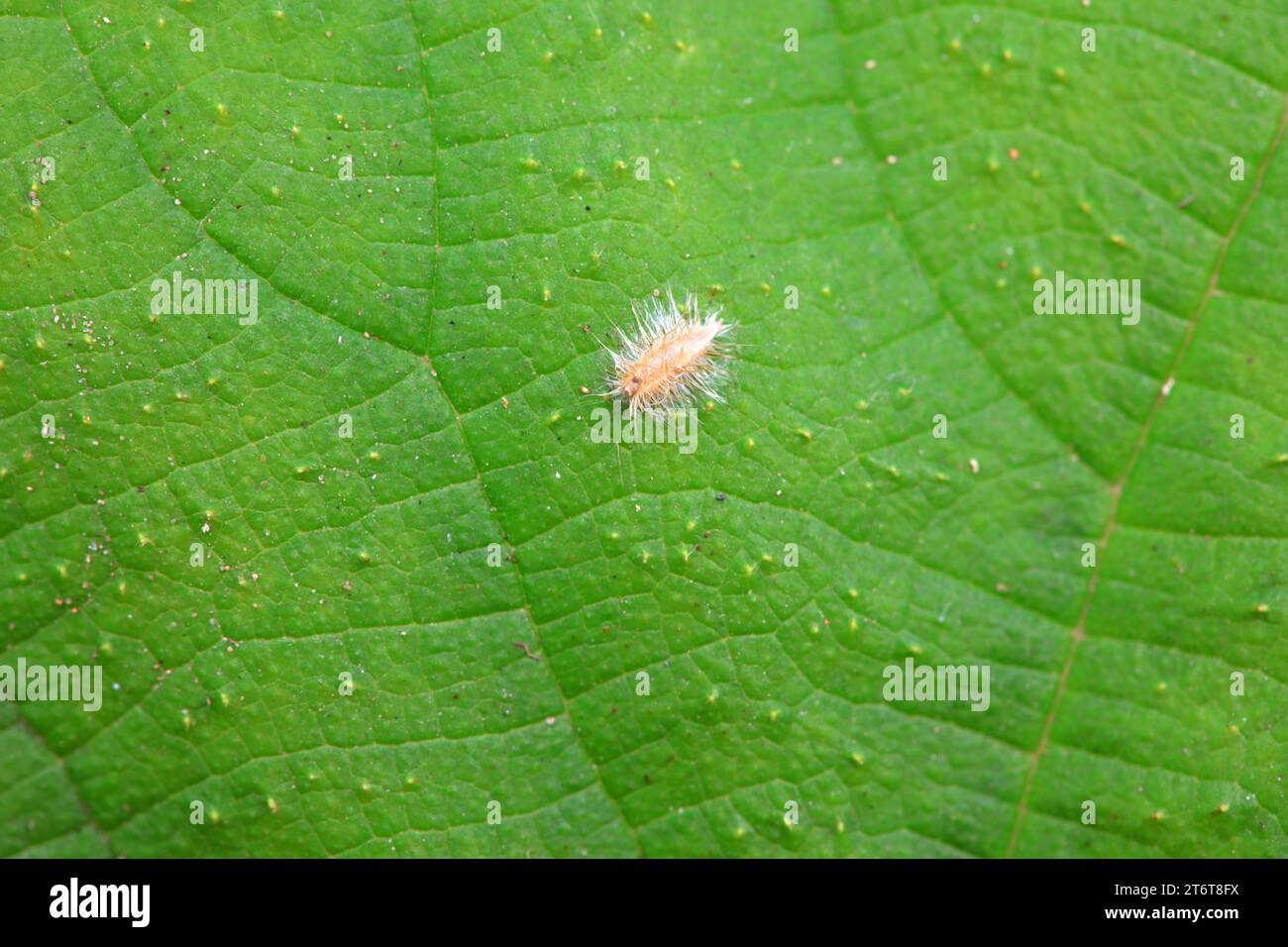 Hairy seeds on plant hi-res stock photography and images - Alamy