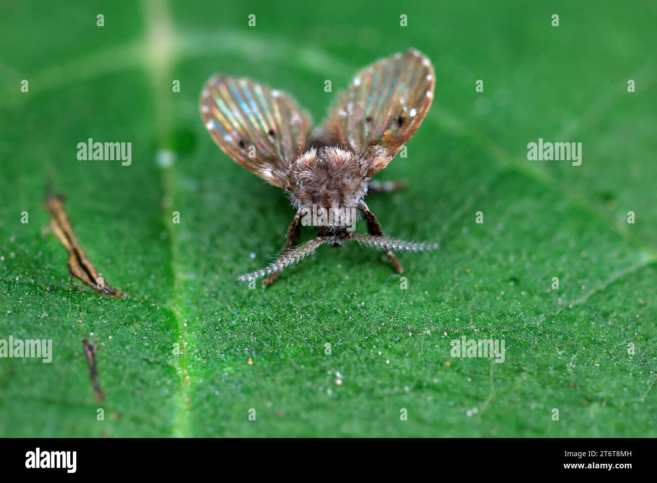 Midges on moth hi-res stock photography and images - Alamy