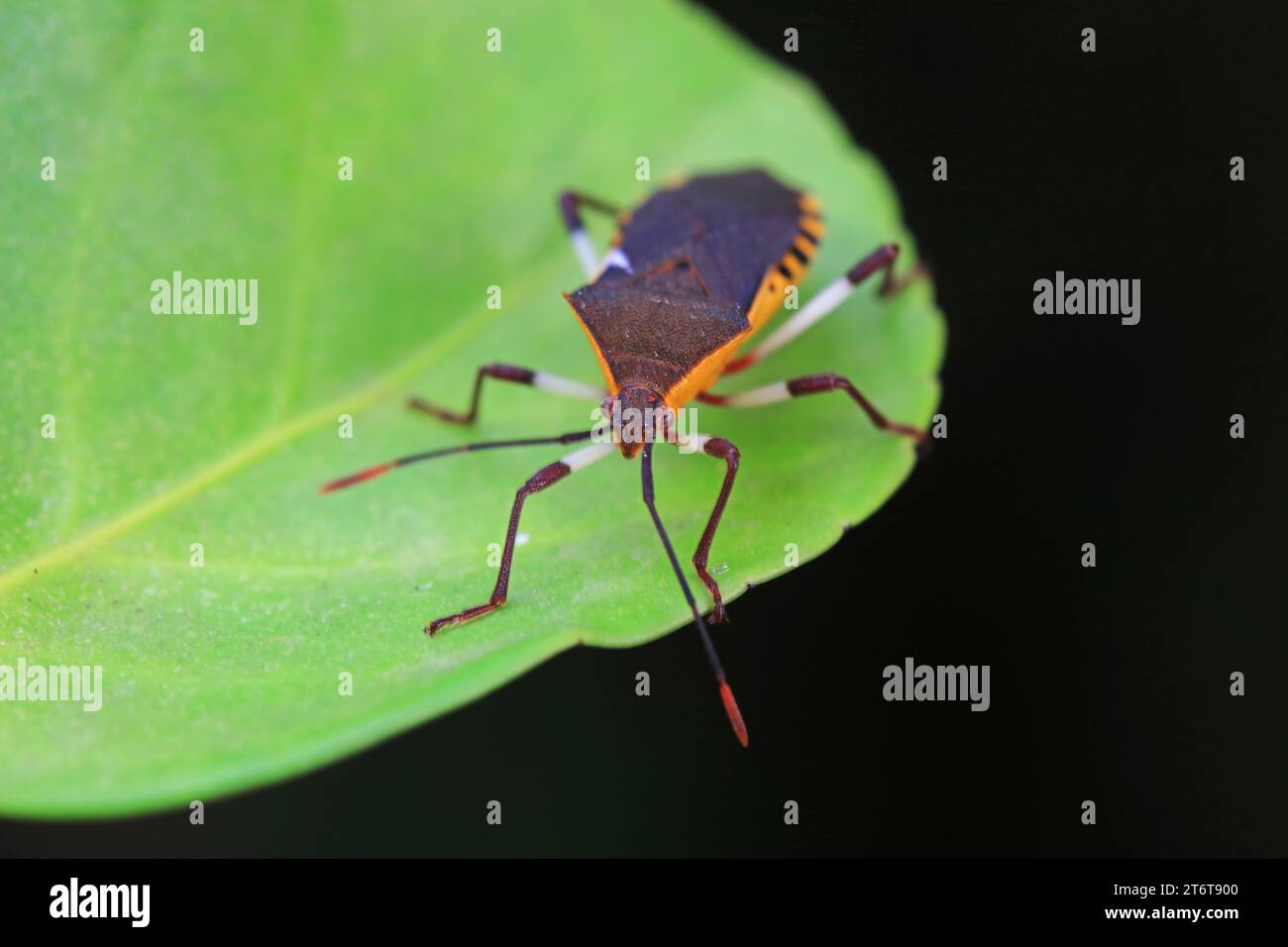 Stink bug on green leaves, North China Stock Photo - Alamy
