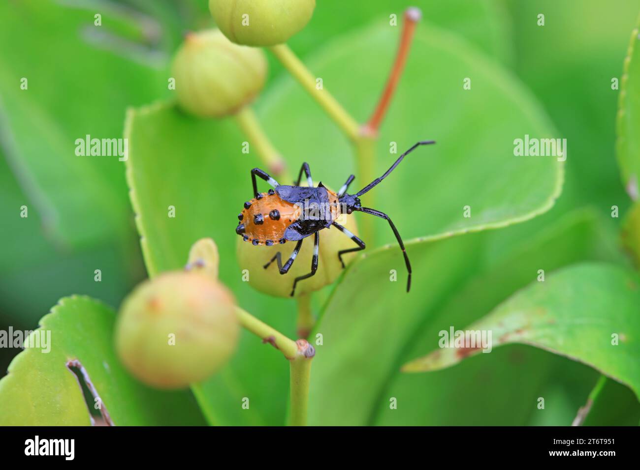 Stink bug nymphs on wild plants, North China Stock Photo - Alamy