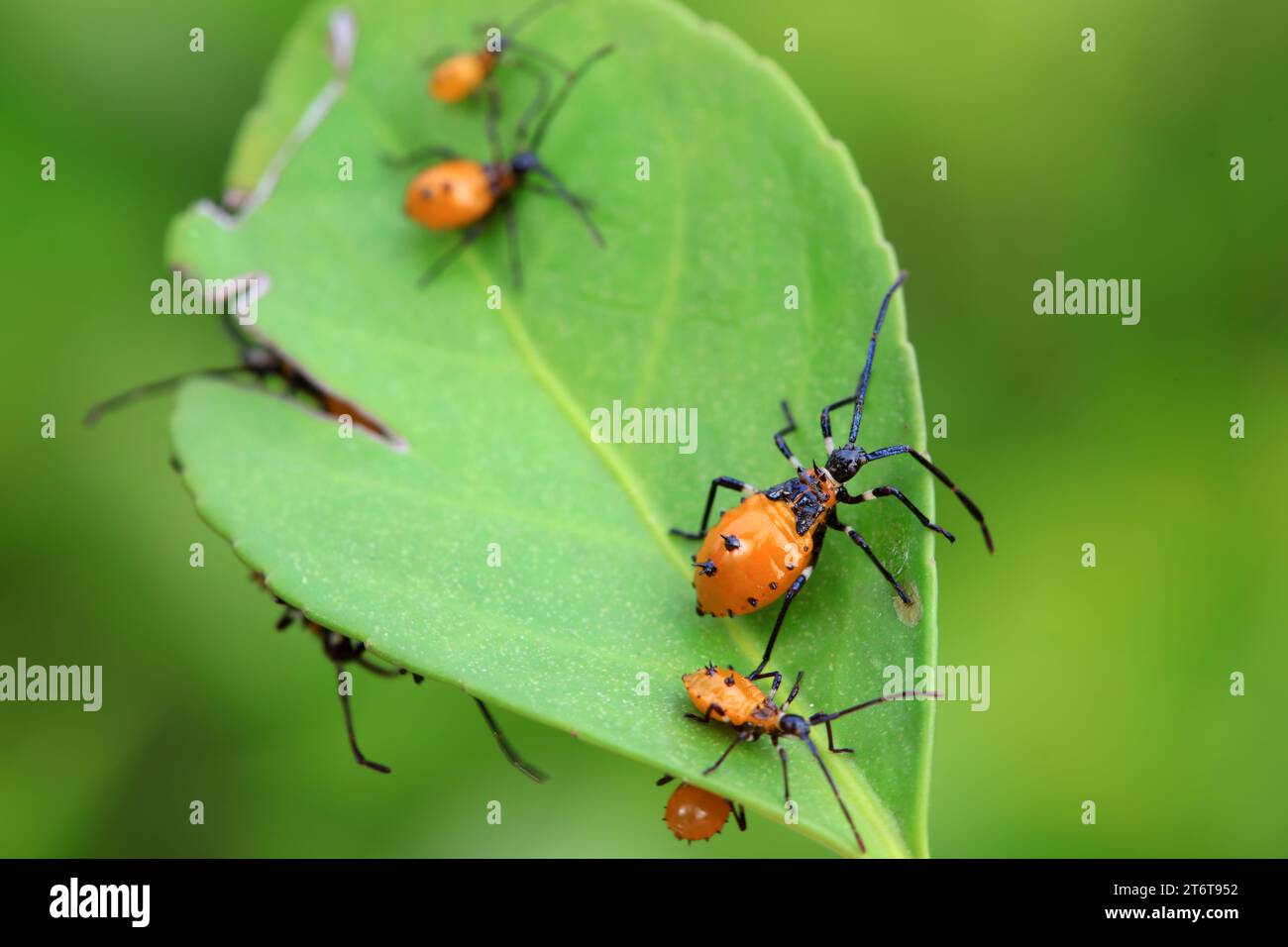 Stink bug nymphs on wild plants, North China Stock Photo - Alamy