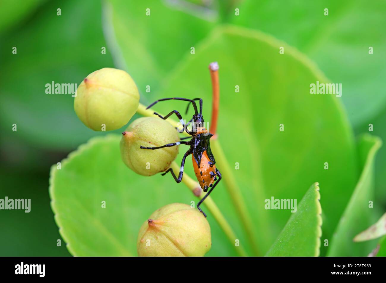 Stink bug nymphs on wild plants, North China Stock Photo - Alamy